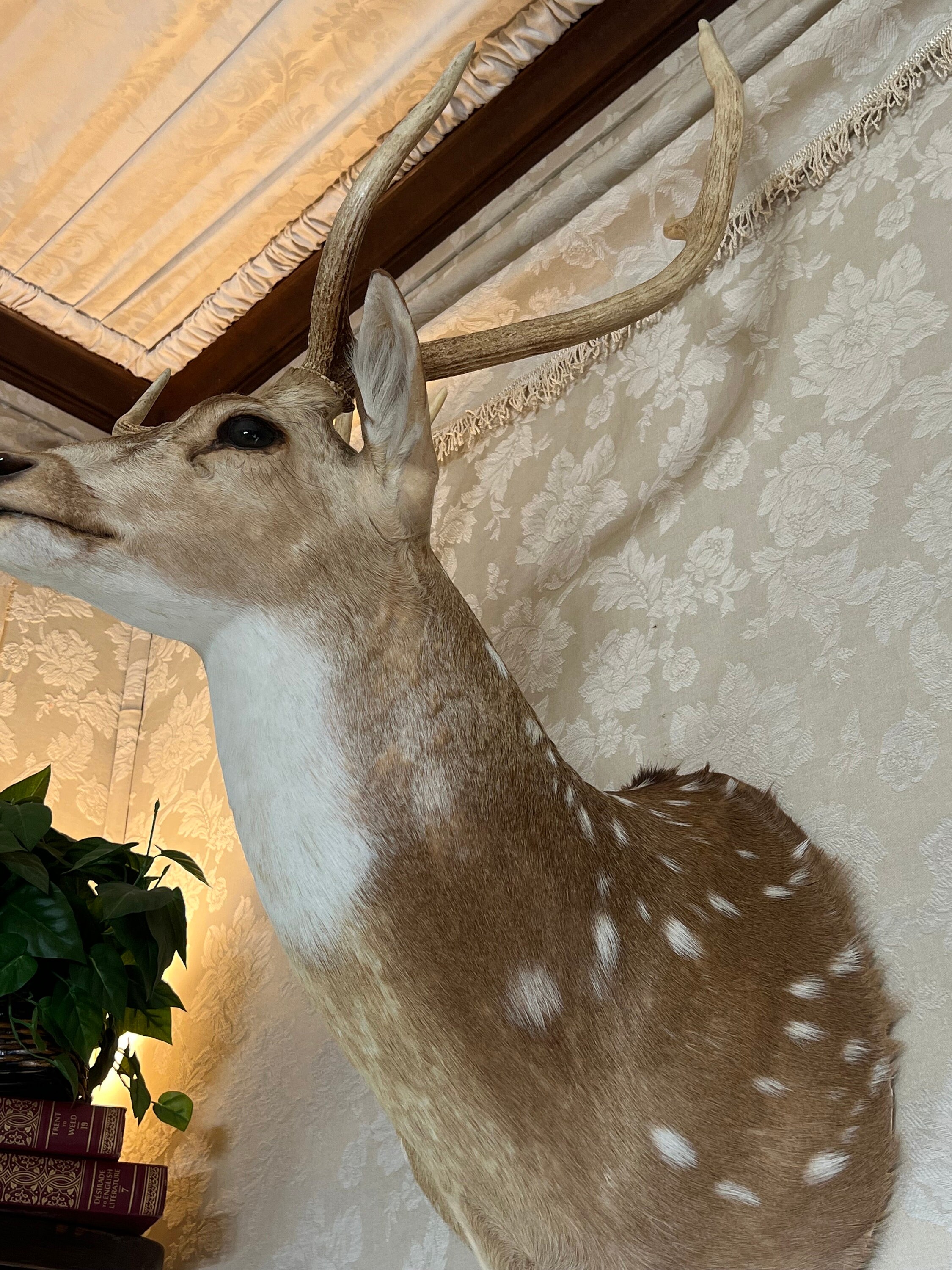 Gorgeous Axis Shoulder Mount - Etsy