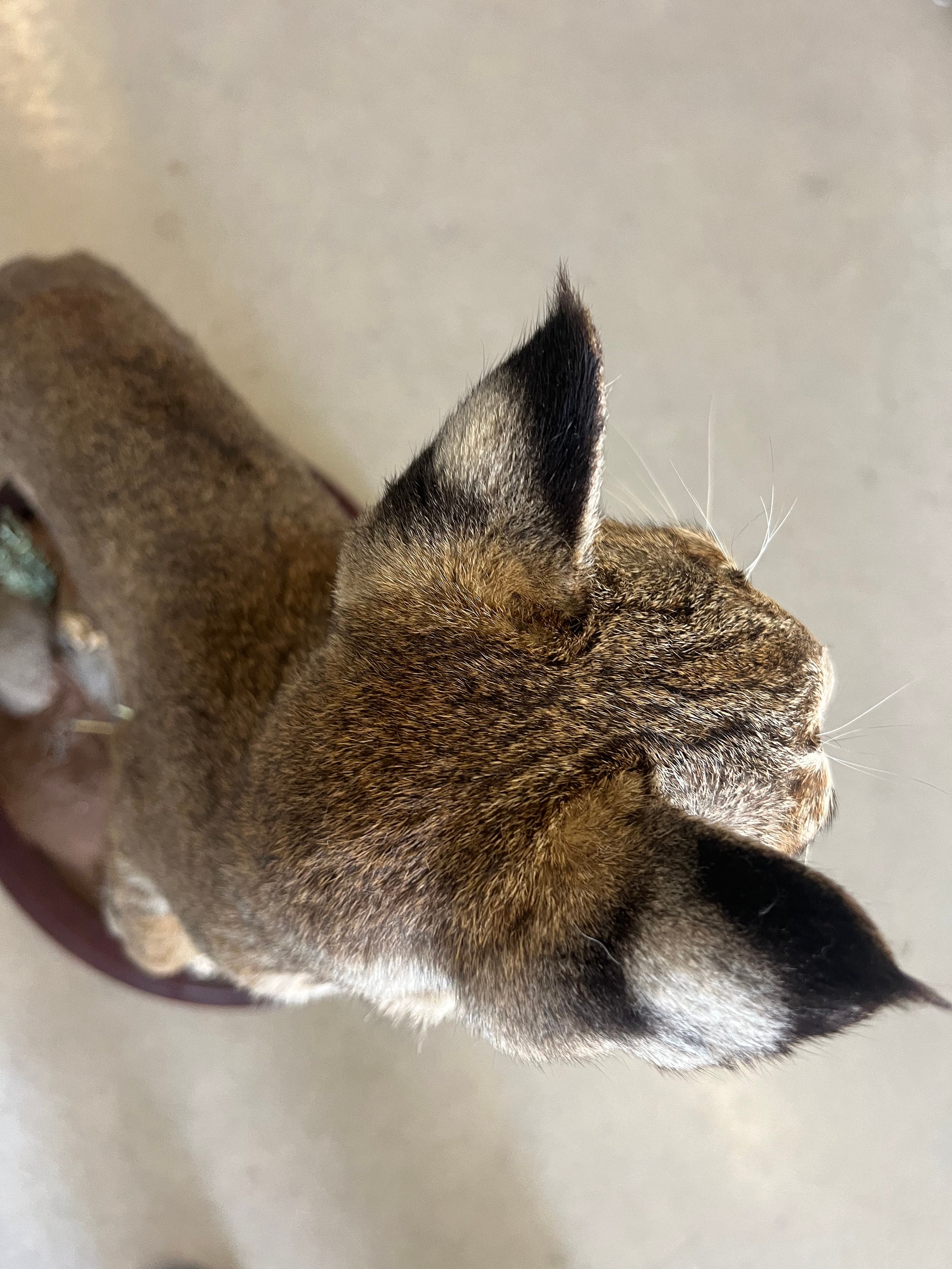 Bobcat Full Mount - Etsy