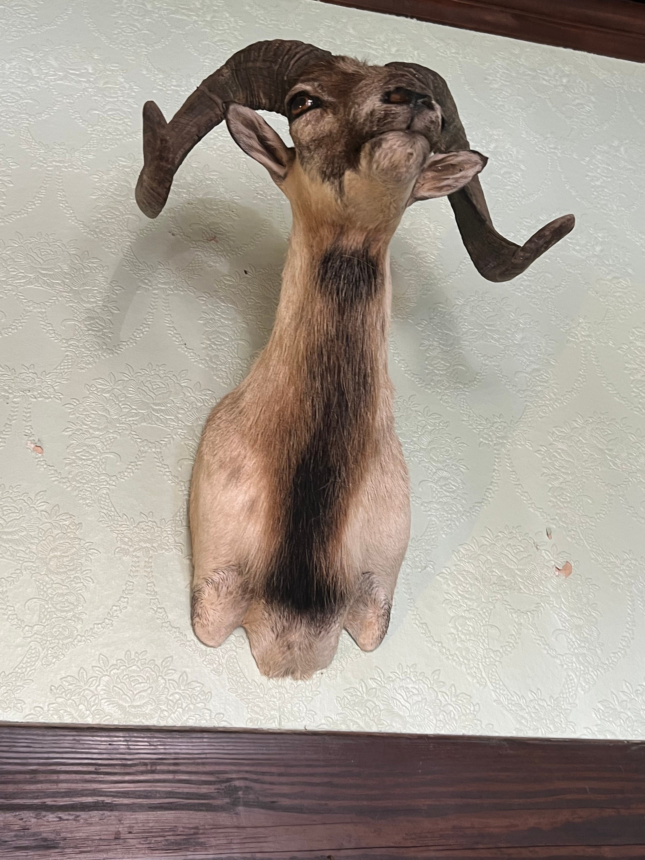 Corsican Ram/ Mouflon Shoulder Mount - Etsy