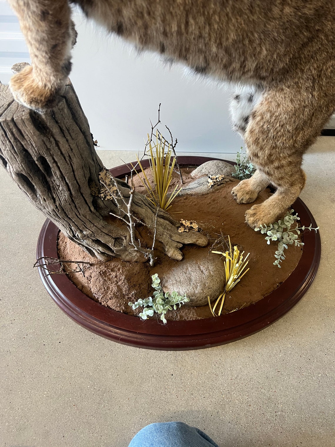 Bobcat Full Mount - Etsy