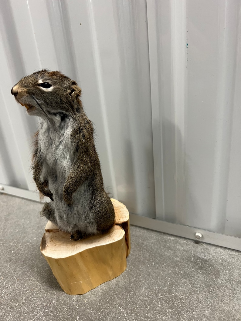 Red Squirrel Taxidermy Stand Mount - Etsy
