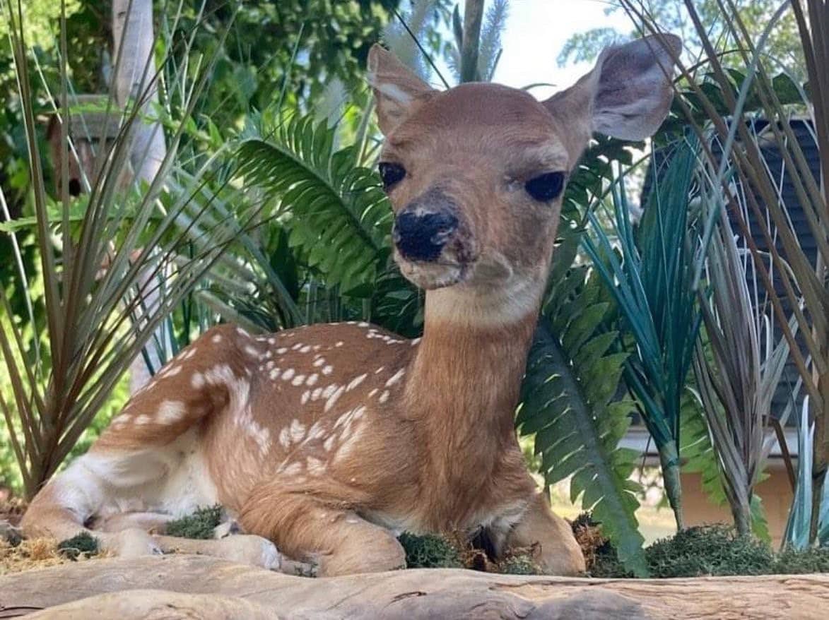 Fawn Taxidermy Full Mount With Dirt Base and Fake Plants - Etsy