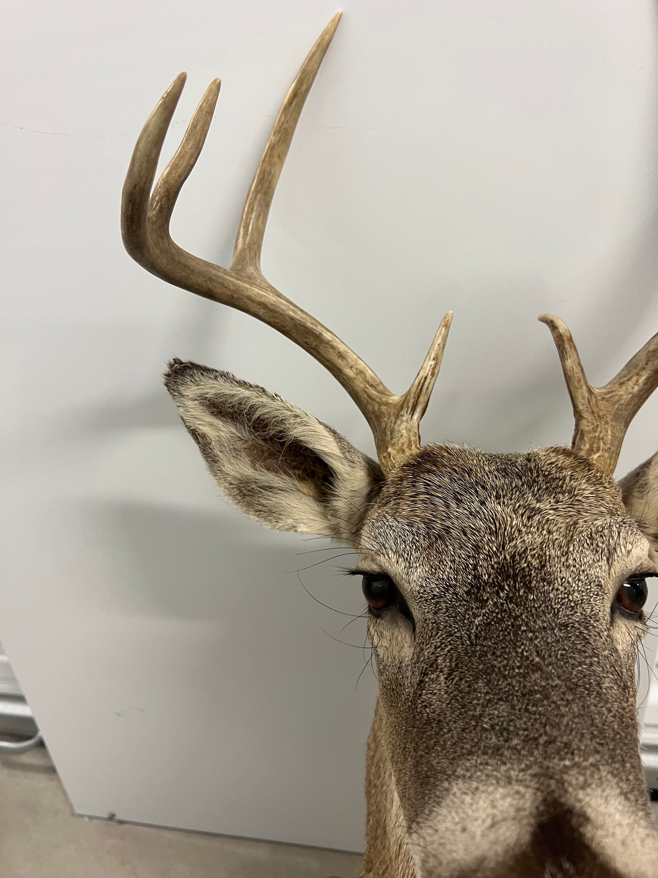 8 PT Whitetail Shoulder Mount - Etsy