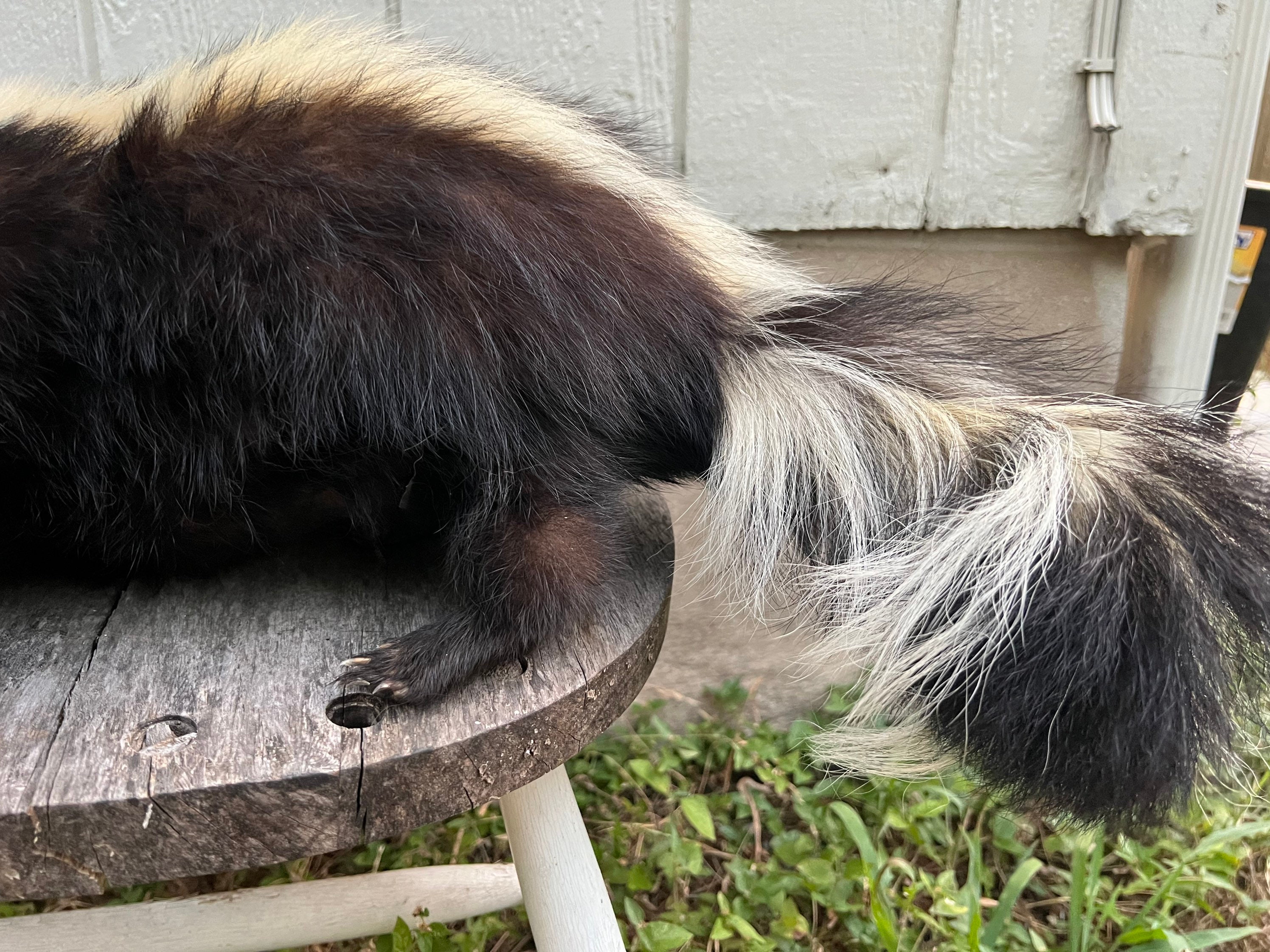 Skunk Taxidermy Mount - Etsy