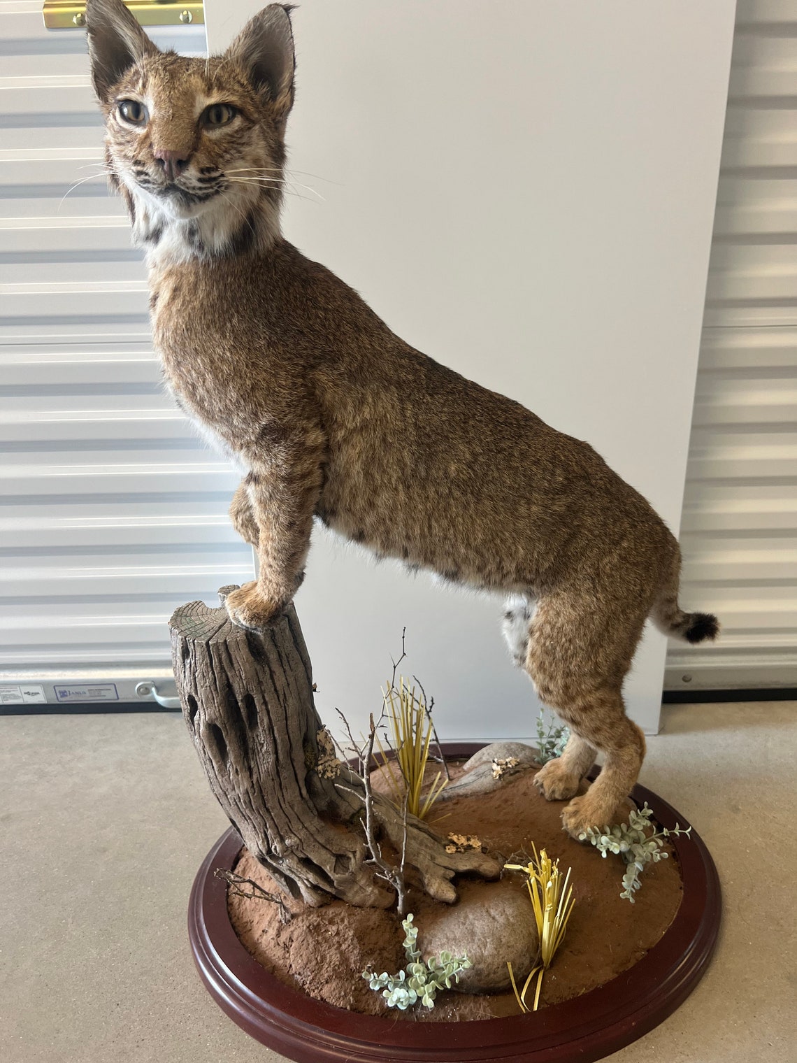 Bobcat Full Mount - Etsy