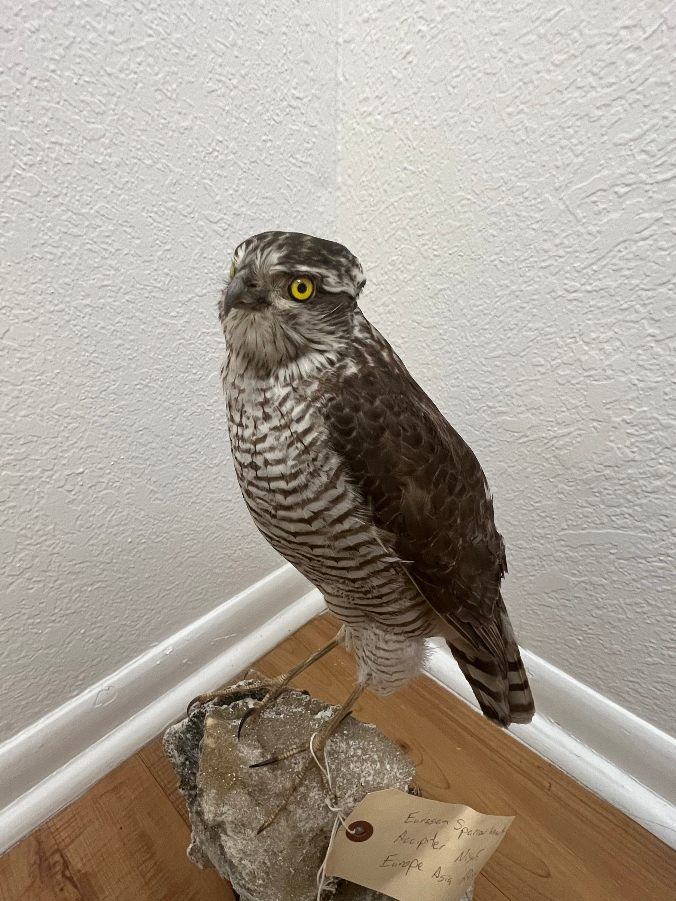 Stunning Eurasian Sparrow Hawk Mount From Asia/europe - Etsy