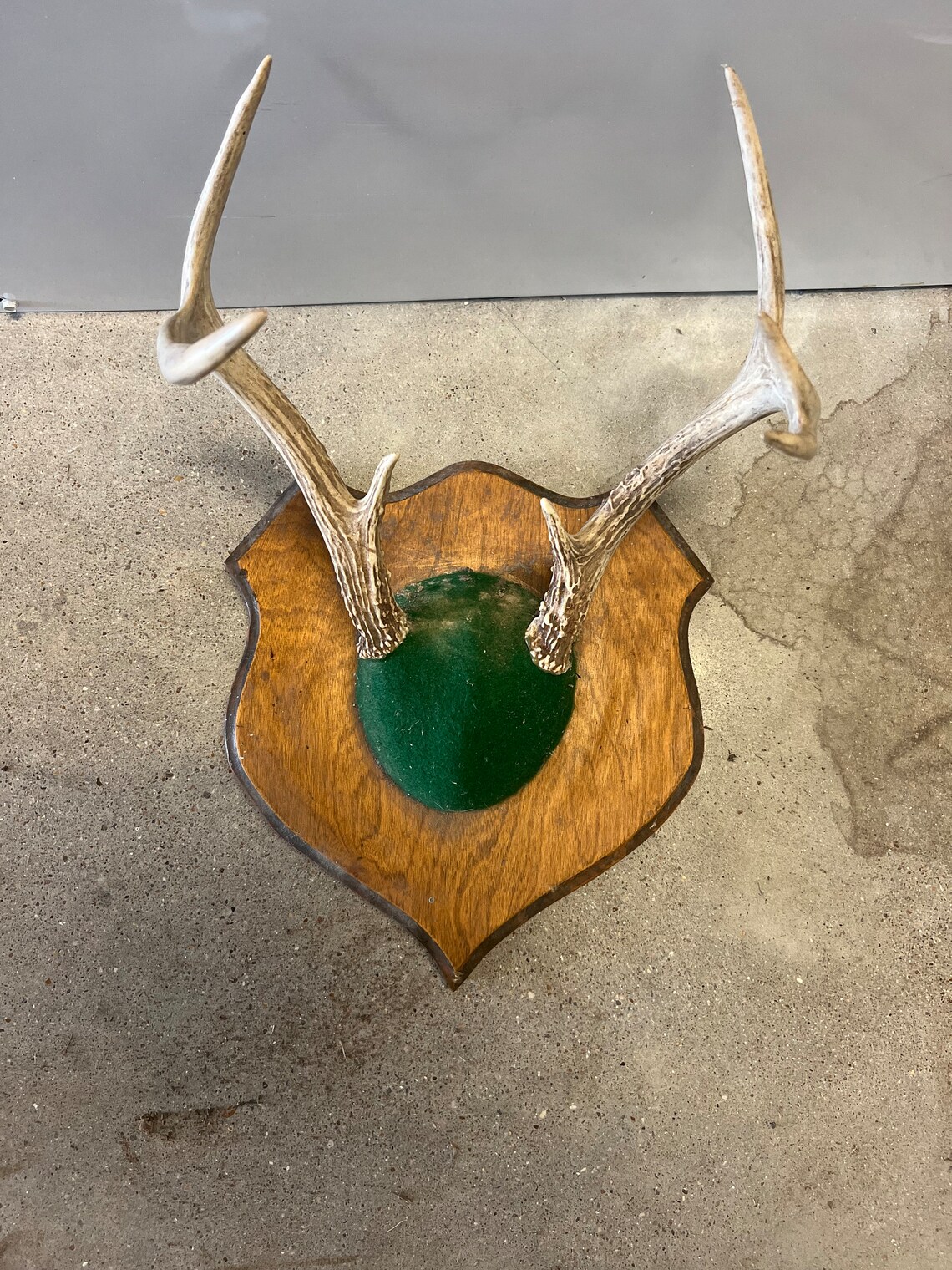 Antlers Mount - Etsy