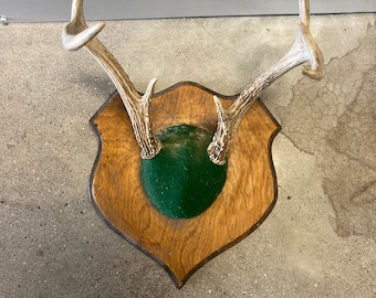 BEAUTIFUL Whitetail Deer Metalized European Mount. Gorgeous 9pt Buck ...