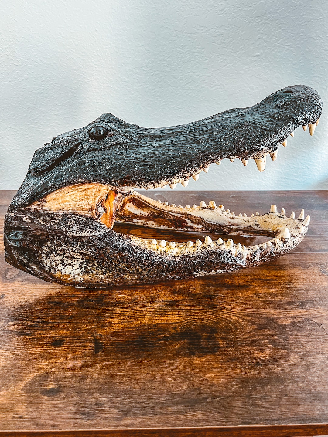 21 *11 Inch Extra Large Alligator Head - Etsy