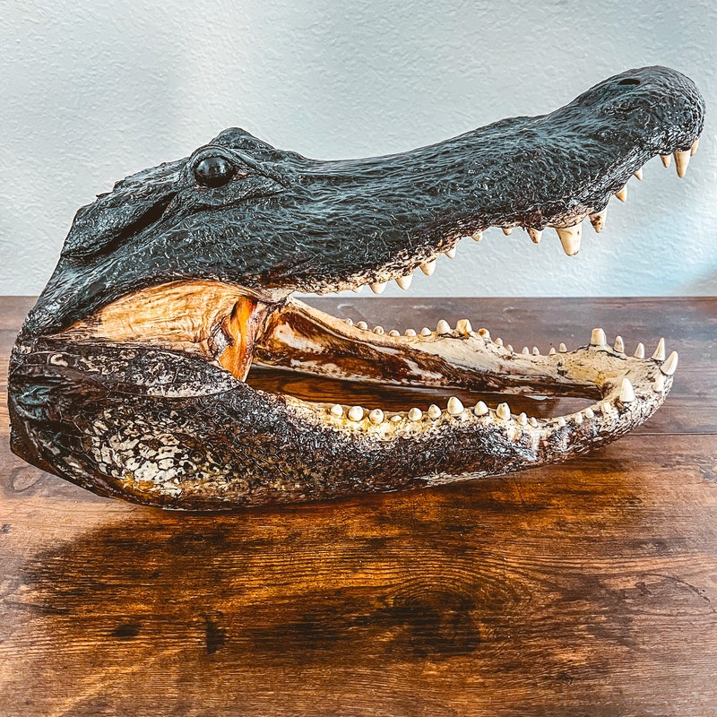Alligator Heads - Etsy