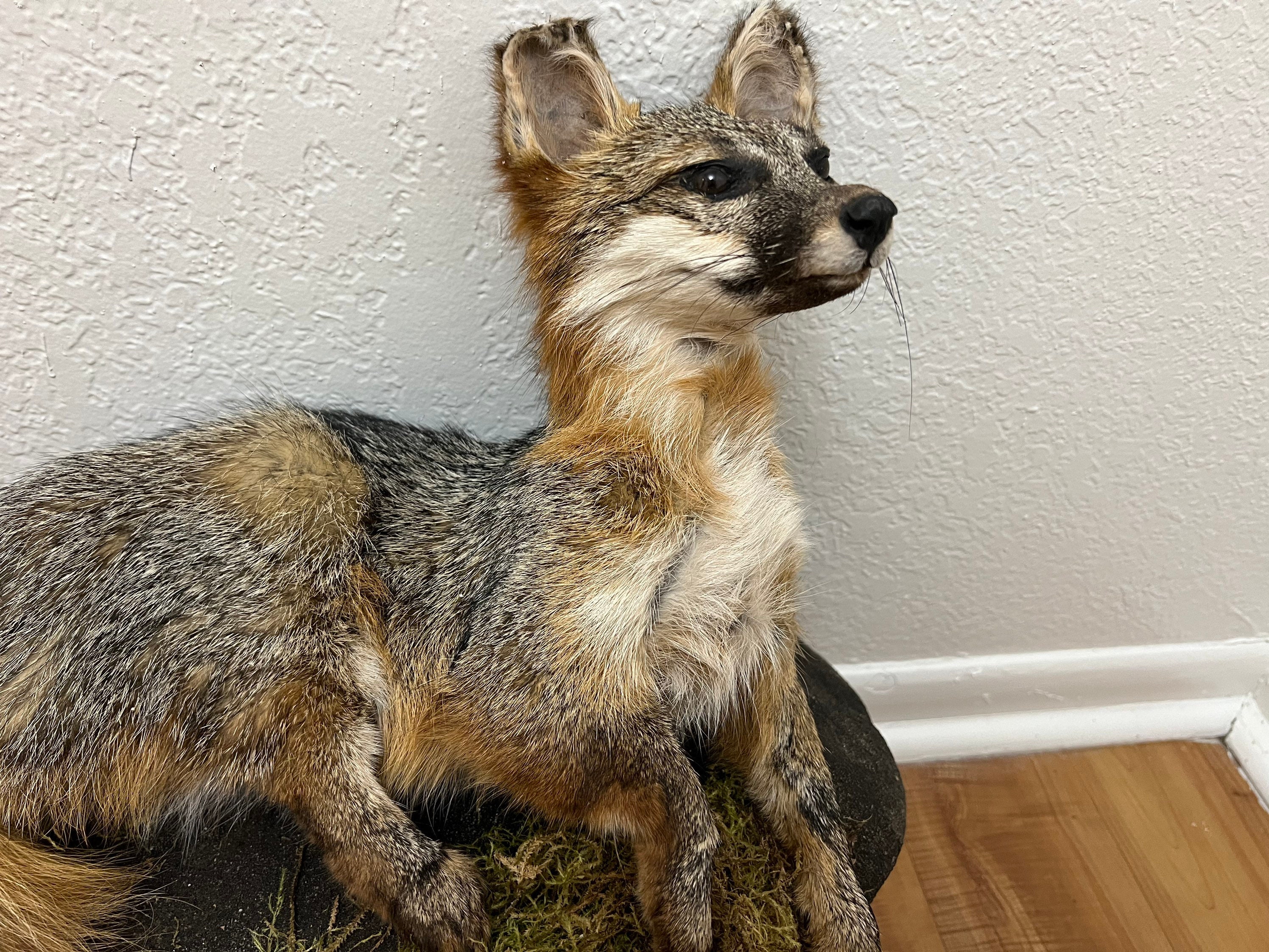 Beautiful Grey Fox Wall Mount - Etsy