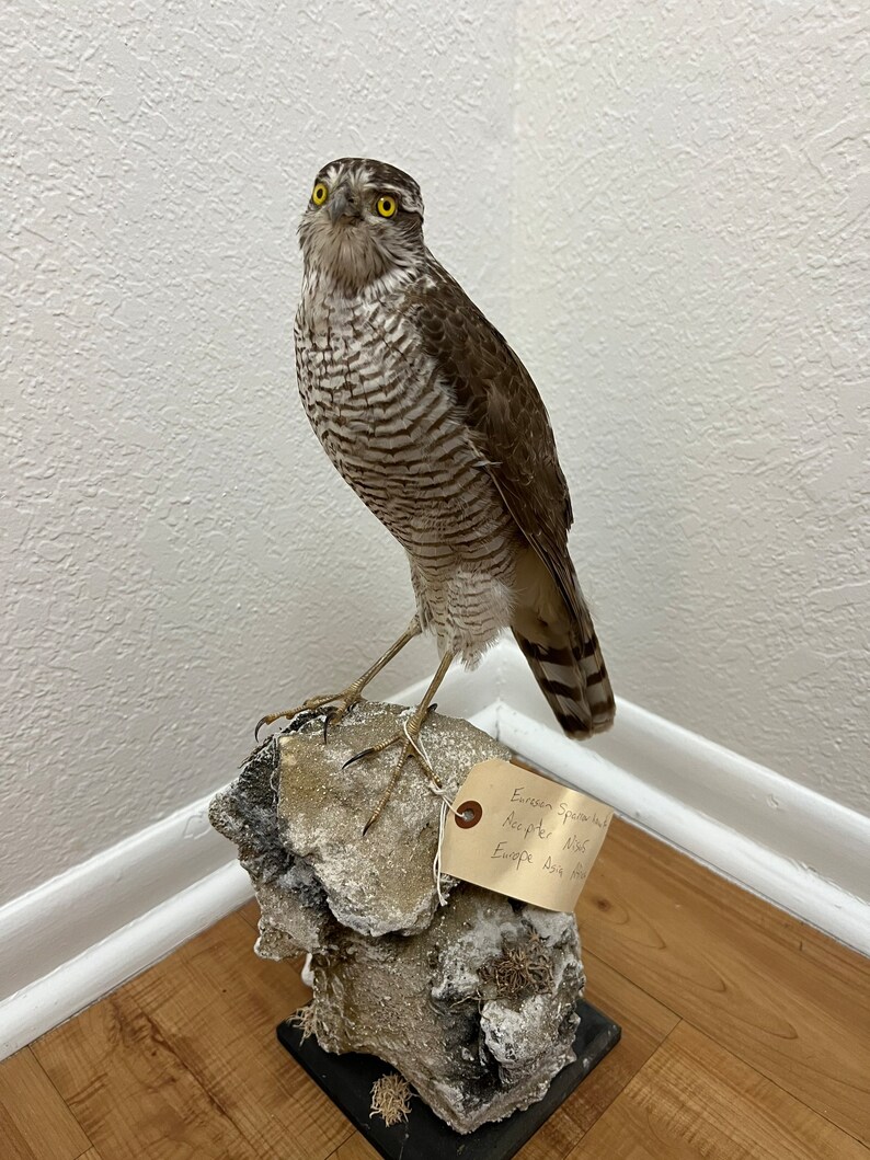 Stunning Eurasian Sparrow Hawk Mount From Asia/europe - Etsy