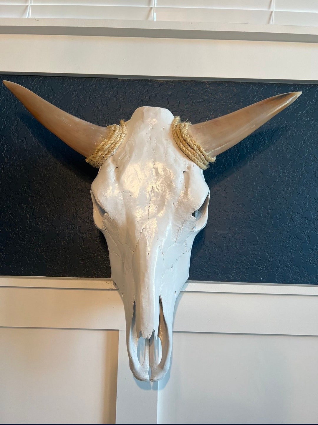 Steer Head Skull in a Great Condition - Etsy