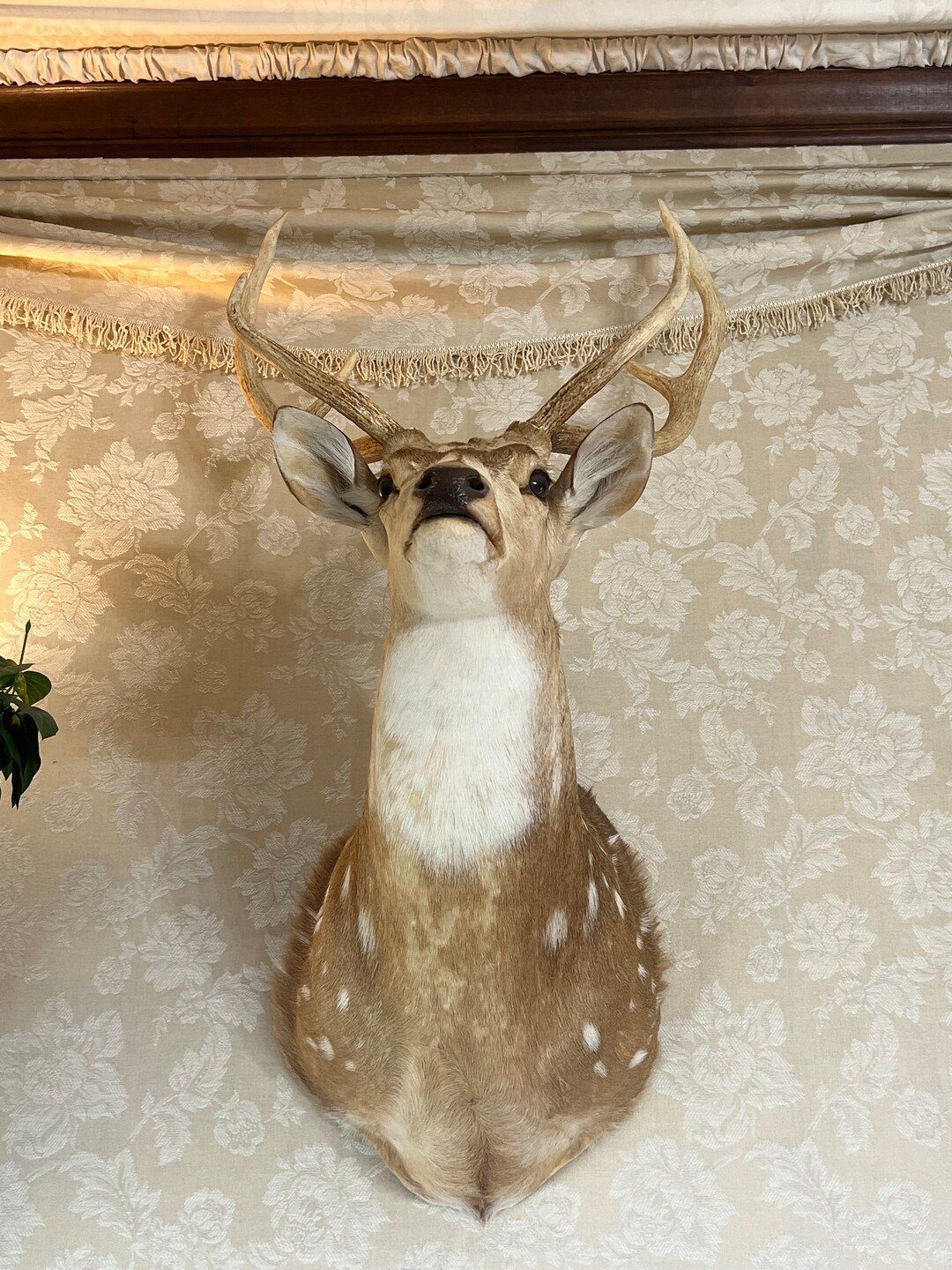 Gorgeous Axis Shoulder Mount - Etsy