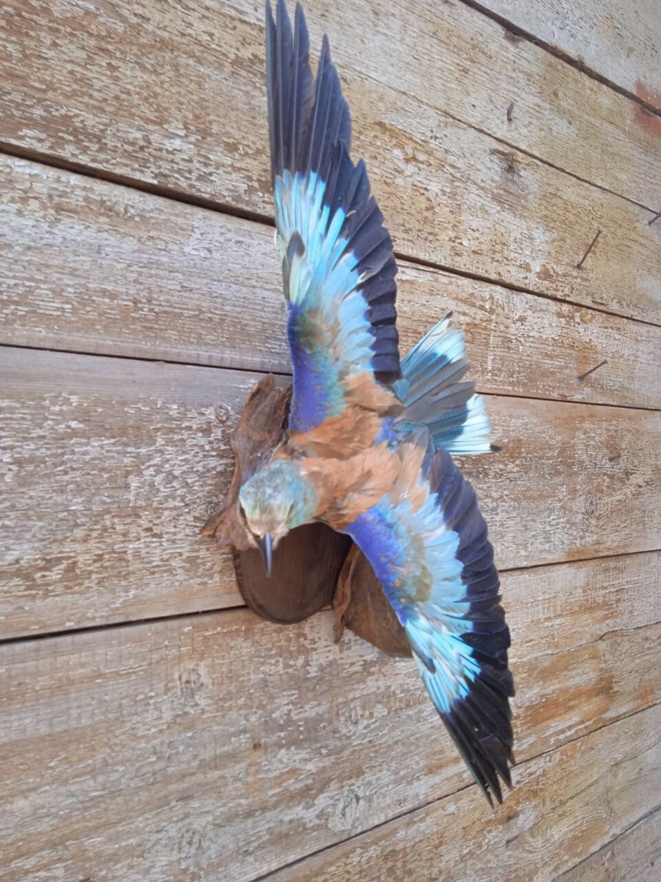 European Roller Bird Wall Mount - Etsy