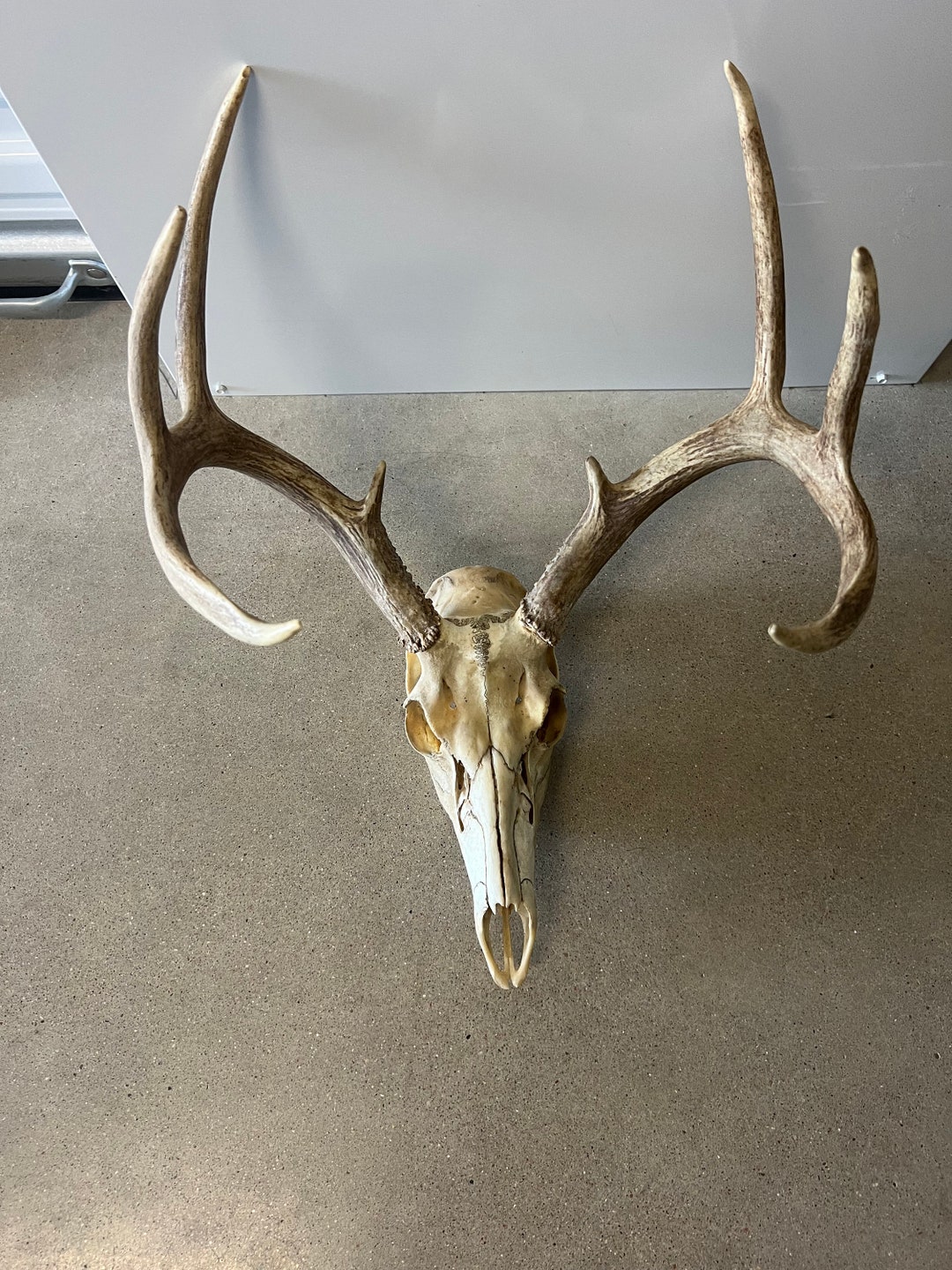 European Head Mount - Etsy