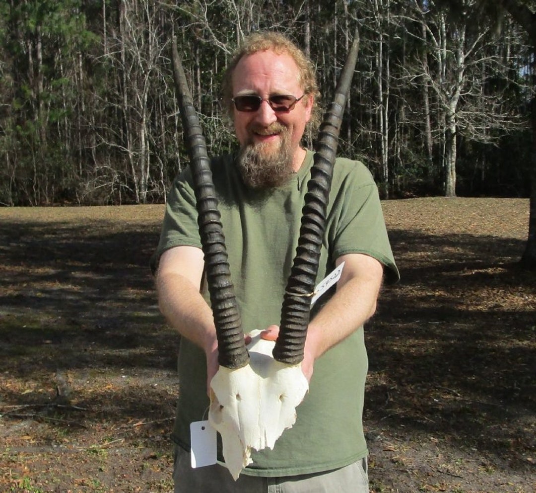 African Sable Skull Plate With 26 Inch Horns for Cabin Decor. - Etsy