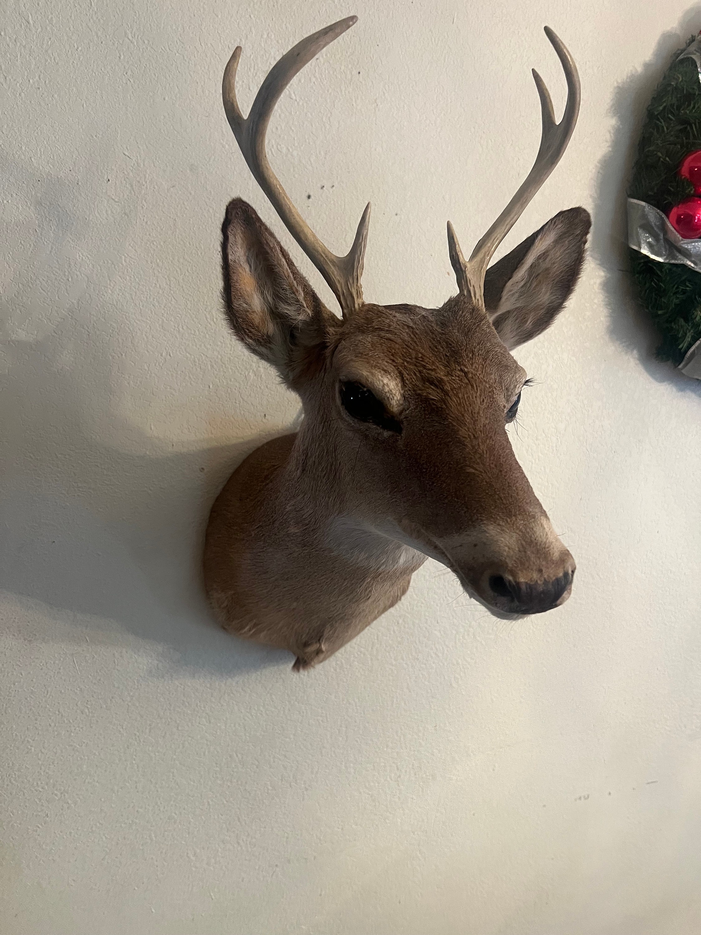Gorgeous Small Whitetail Shoulder Mount - Etsy