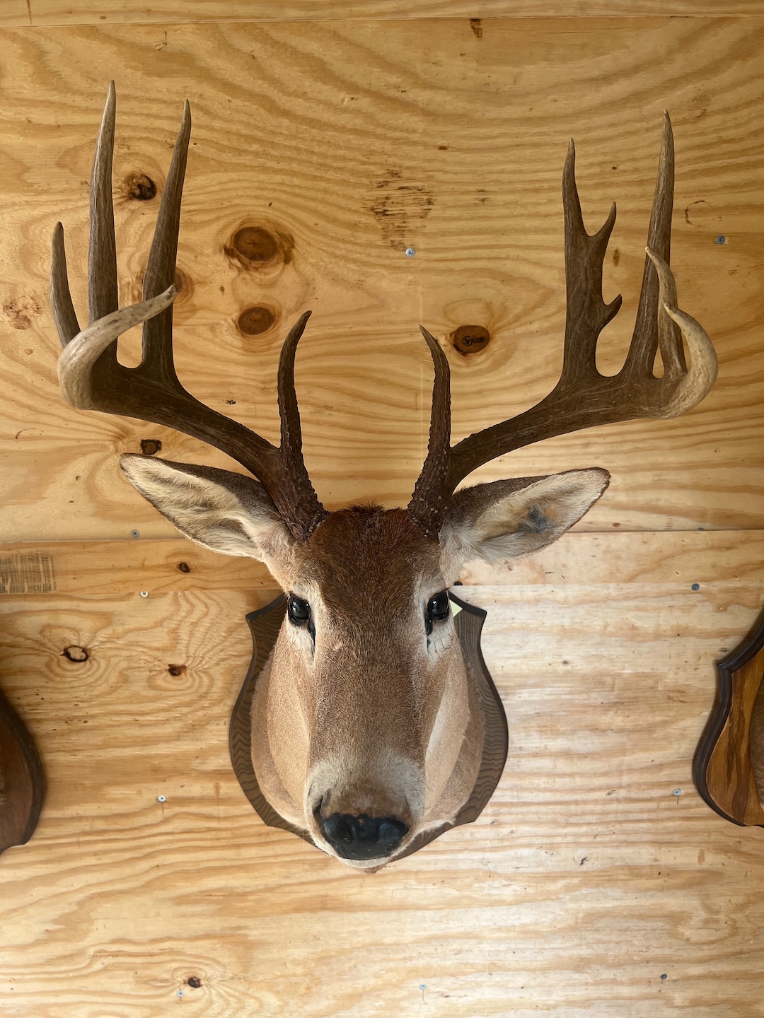 Unique Looking 10 PT Whitetail Shoulder Mount - Etsy