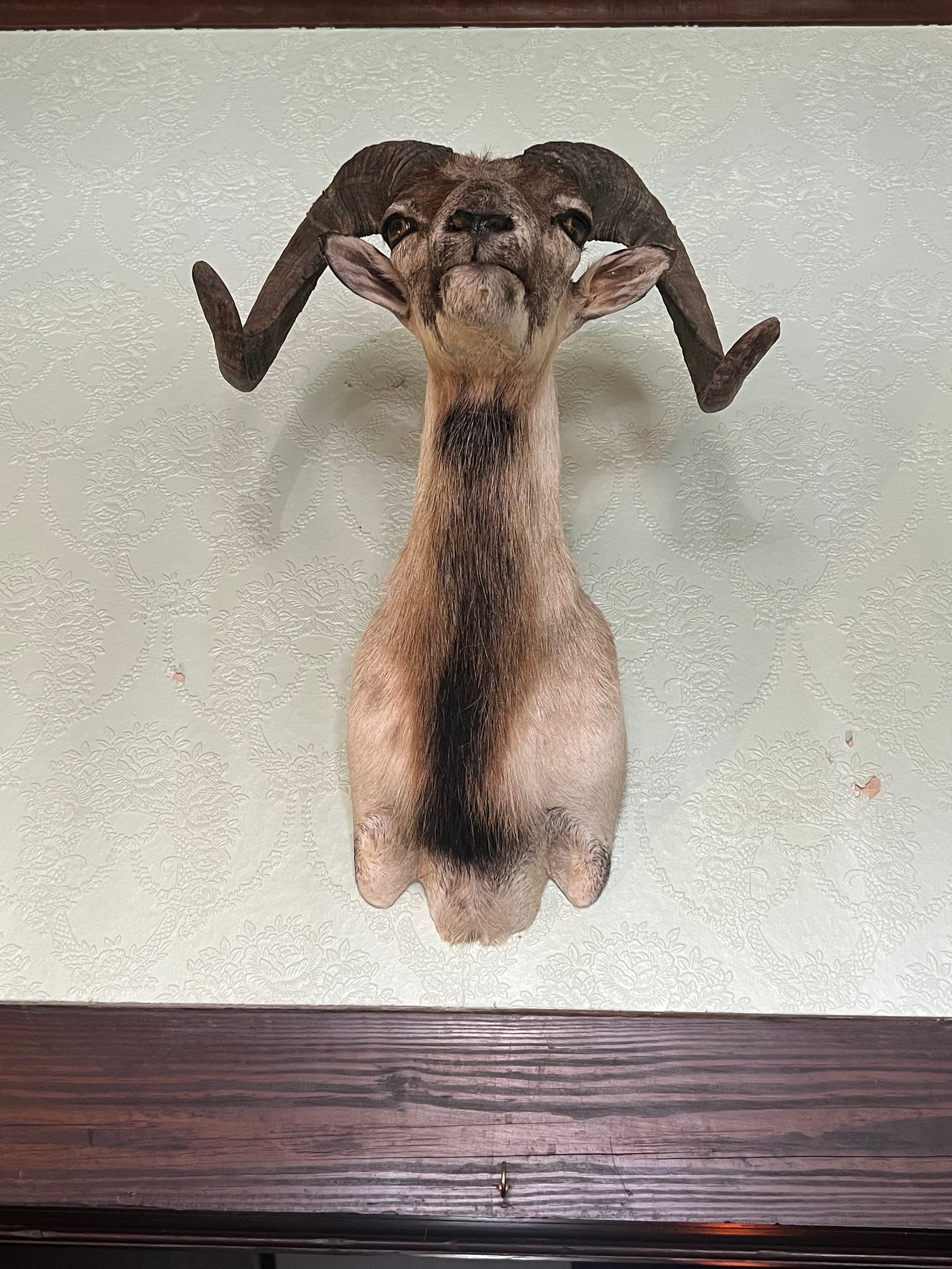 Corsican Ram/ Mouflon Shoulder Mount - Etsy