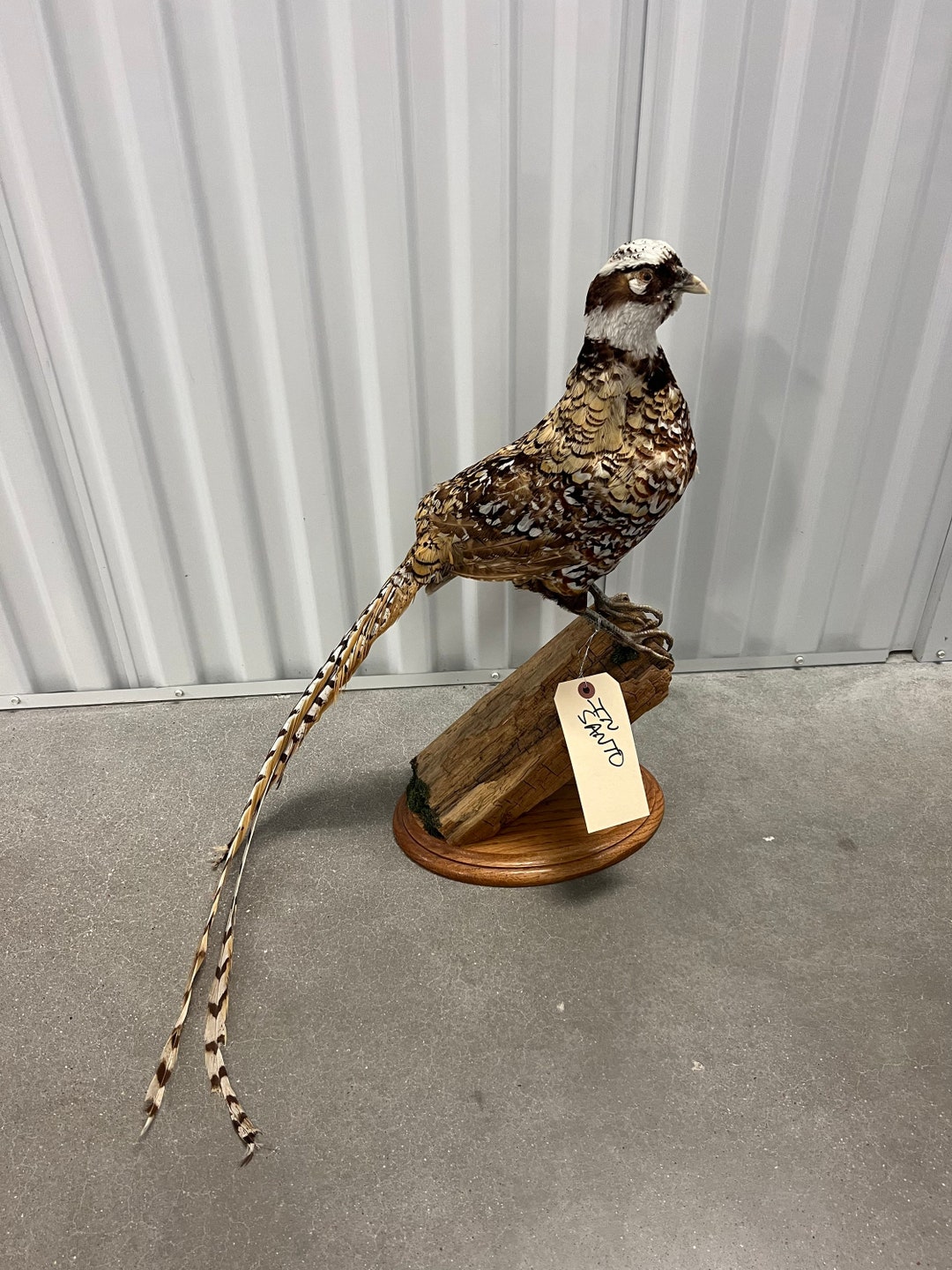 Beautiful Pheasant Taxidermy Stand Mount - Etsy