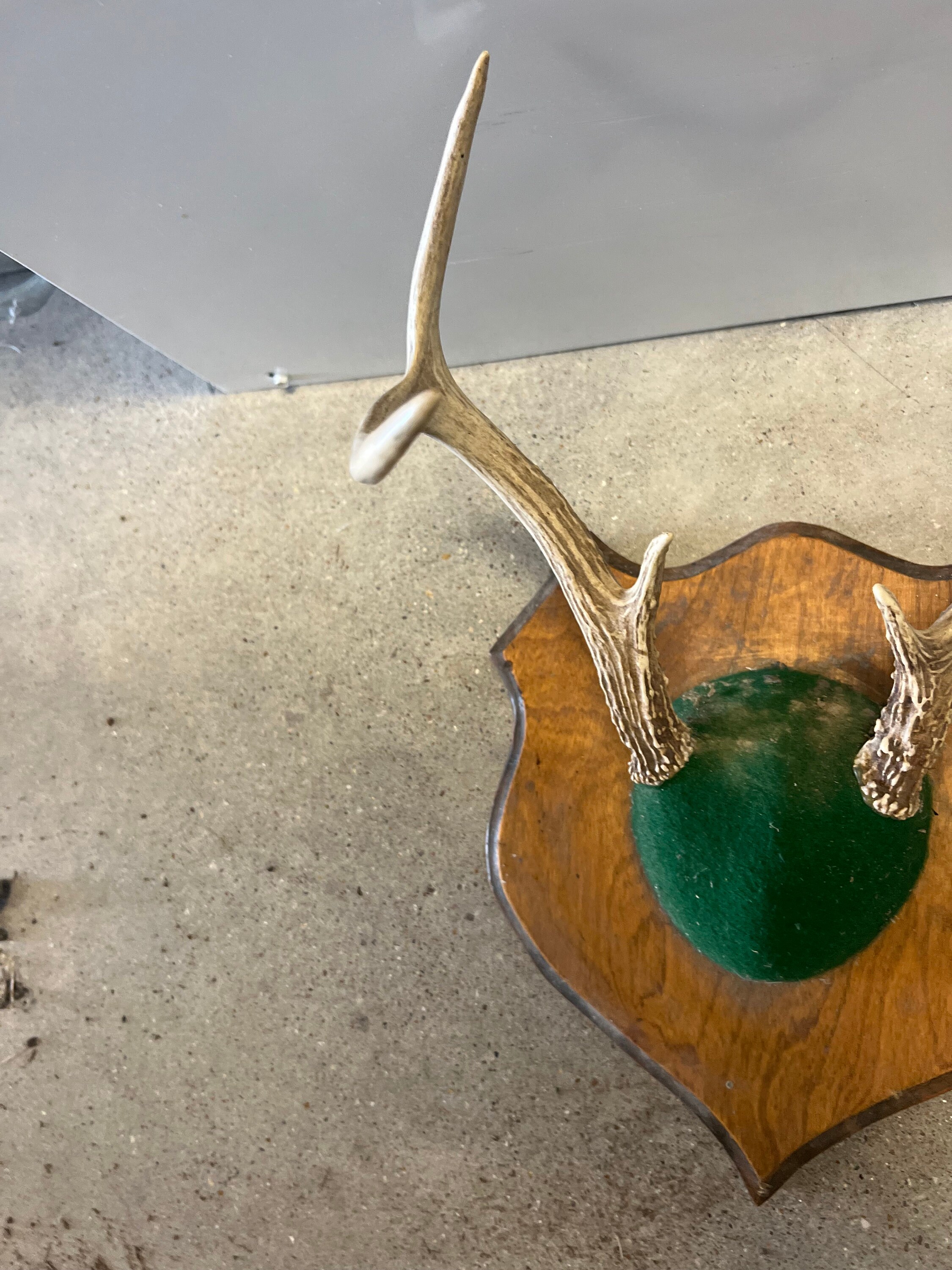 Antlers Mount - Etsy