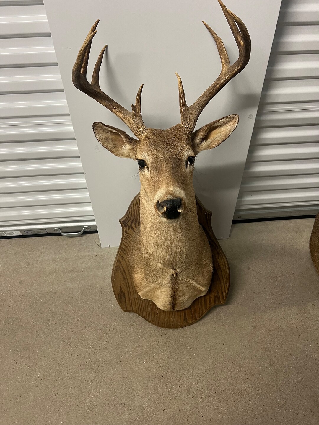 Beautiful 10 PT Whitetail Shoulder Mount - Etsy