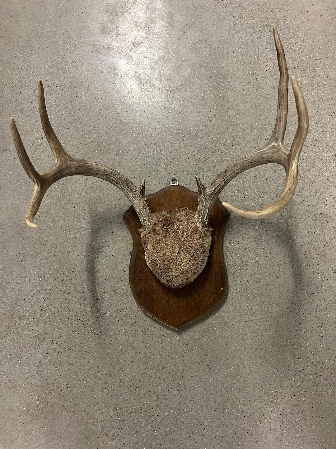 Vintage Whitetail Deer Antler Rack 8 Point Skull Cap Mount Man Cave ...