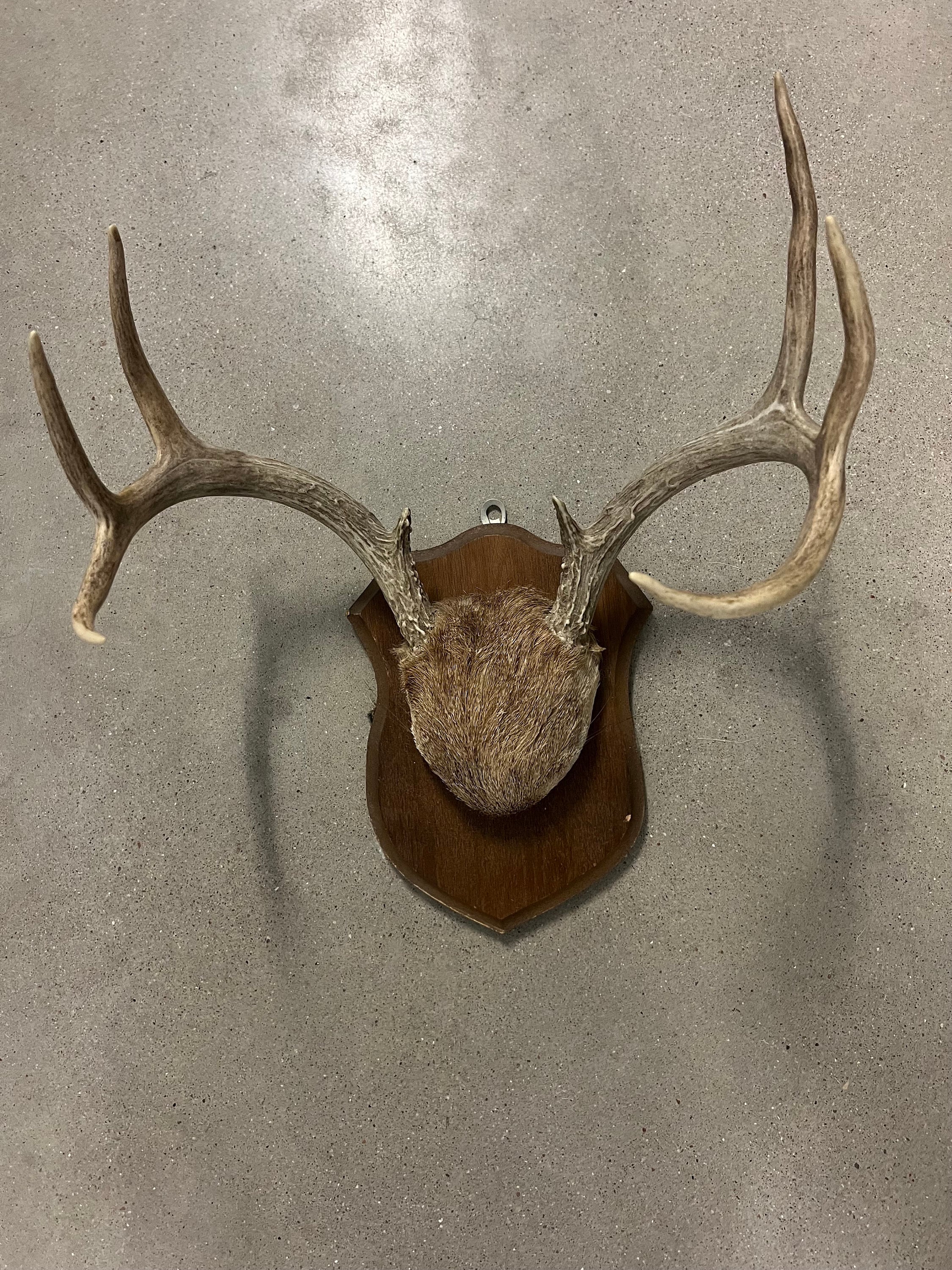 Vintage Whitetail Deer Antler Rack 8 Point Skull Cap Mount Man Cave ...