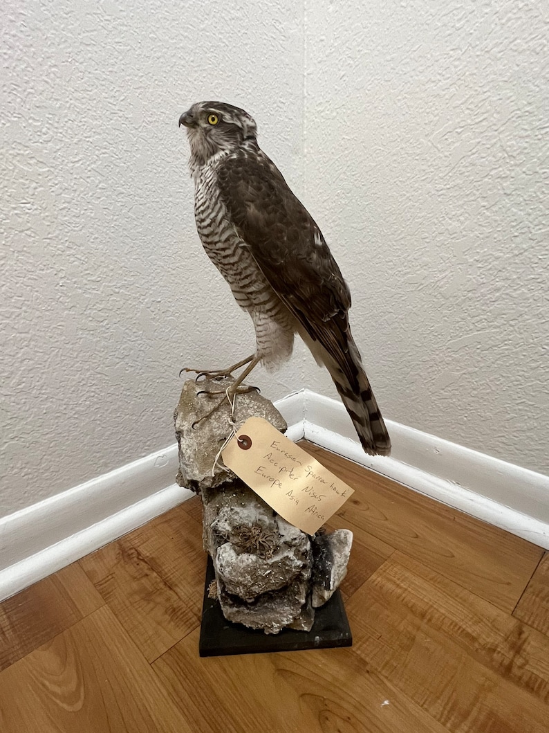 Stunning Eurasian Sparrow Hawk Mount From Asia/europe - Etsy
