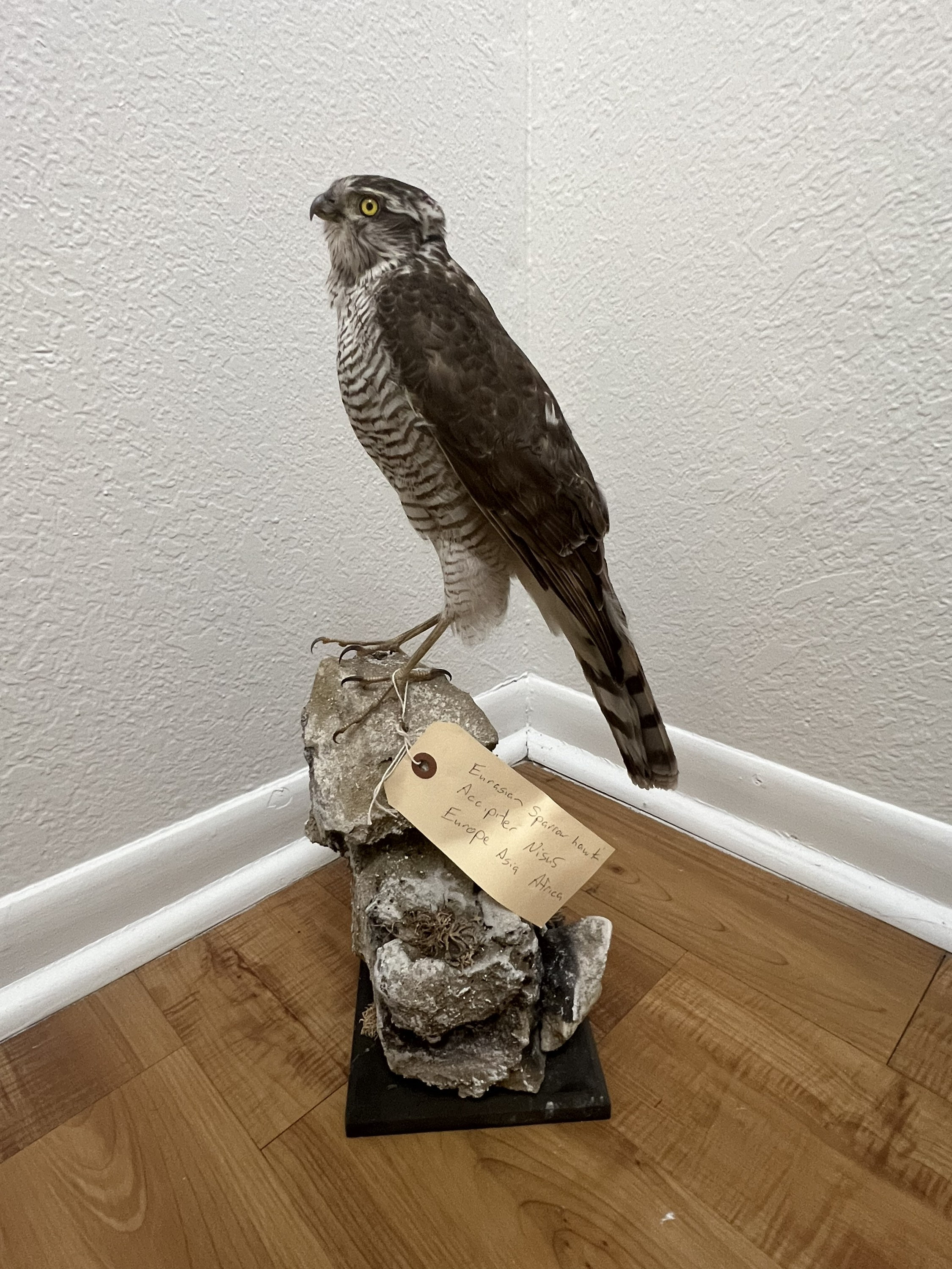 Stunning Eurasian Sparrow Hawk Mount From Asia/europe - Etsy