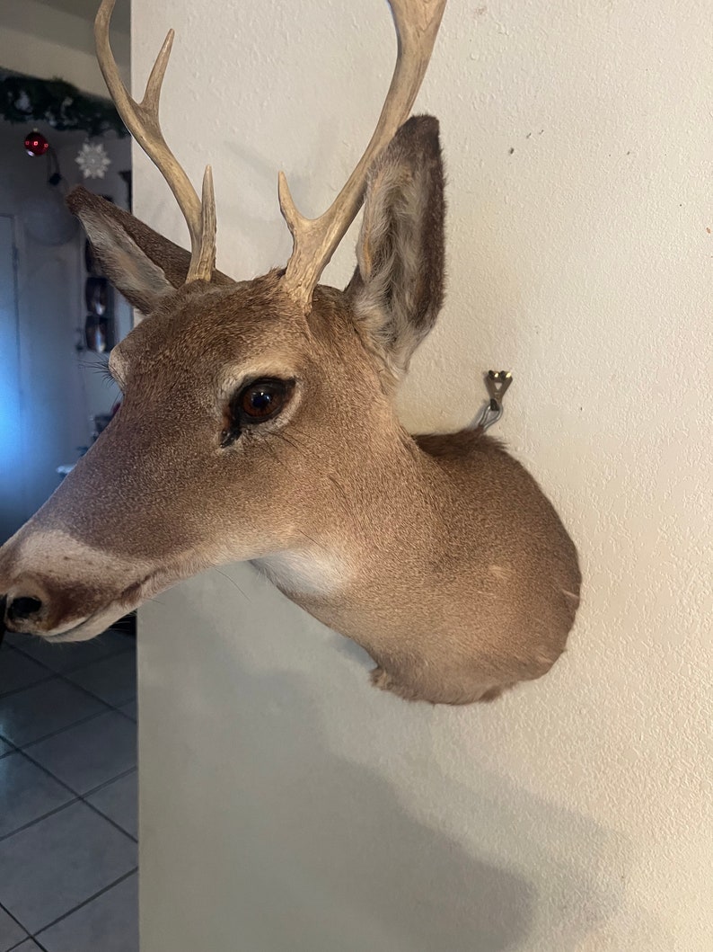 Gorgeous Small Whitetail Shoulder Mount - Etsy
