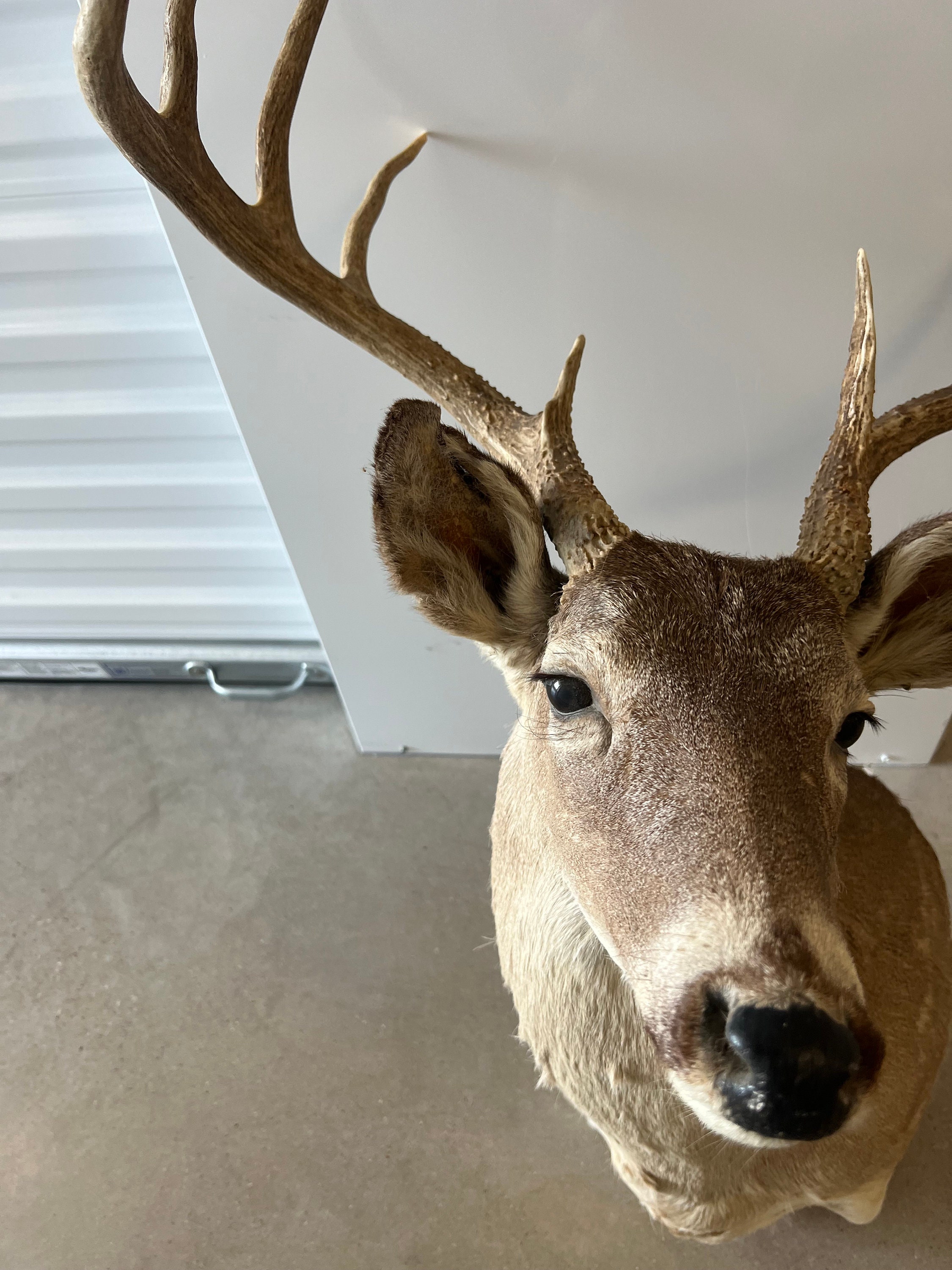 8 PT Whitetail Shoulder Mount - Etsy