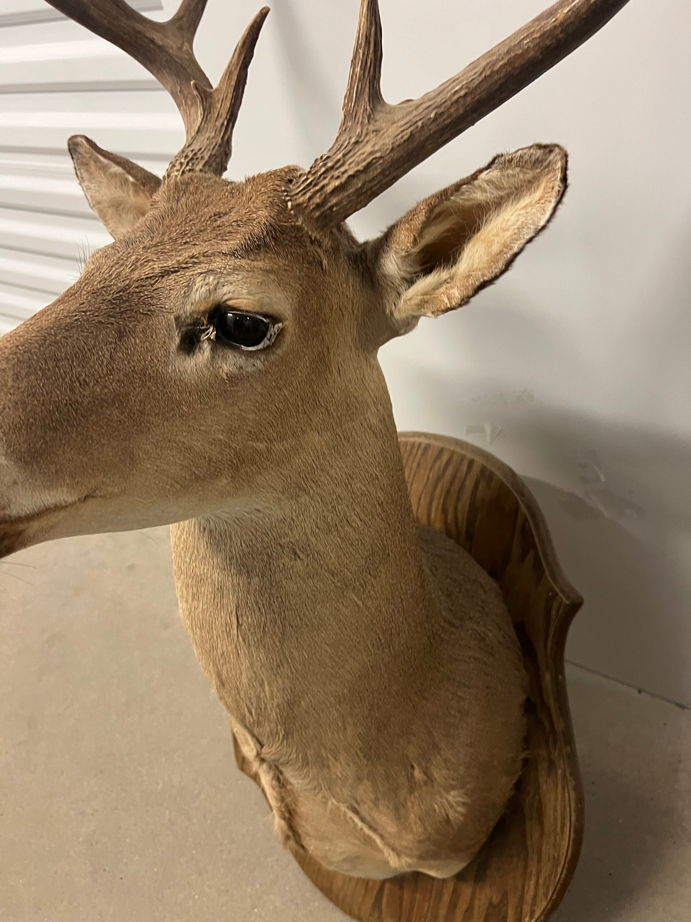 Beautiful 10 PT Whitetail Shoulder Mount - Etsy