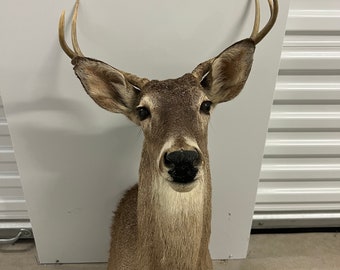 I Am Sundance the Whitetail Deer One of a Kind Embellished Taxidermy ...