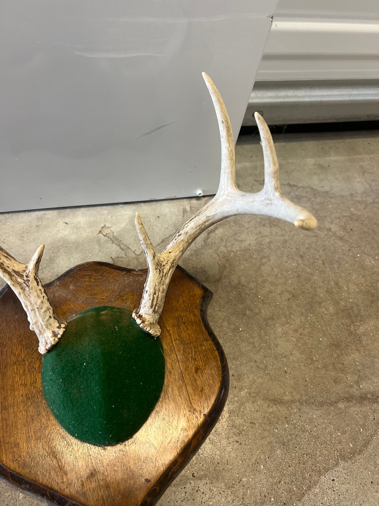 Antlers Mount - Etsy