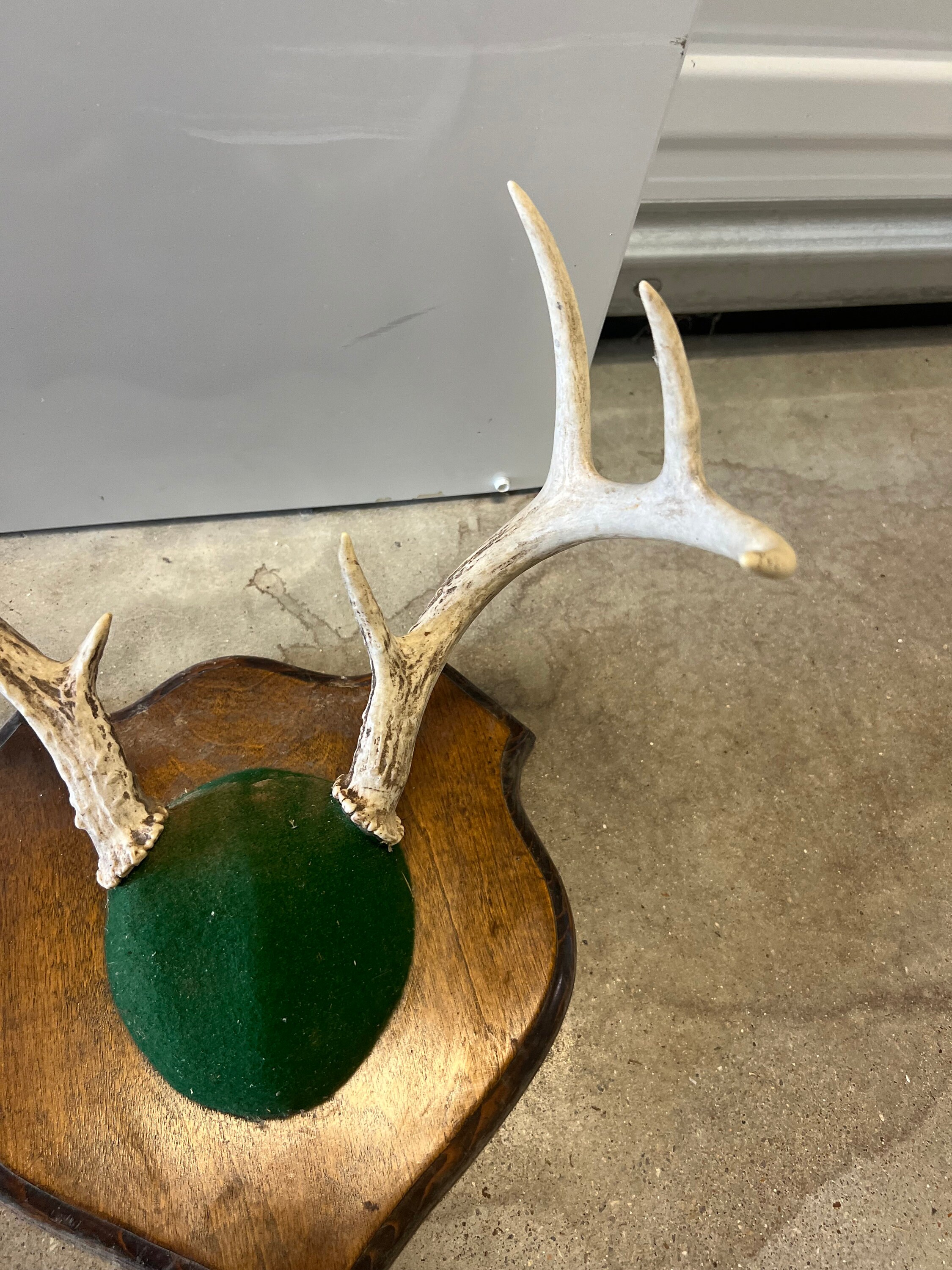 Antlers Mount - Etsy