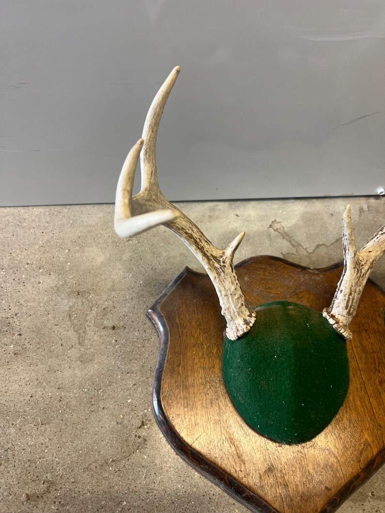 Antlers Mount - Etsy