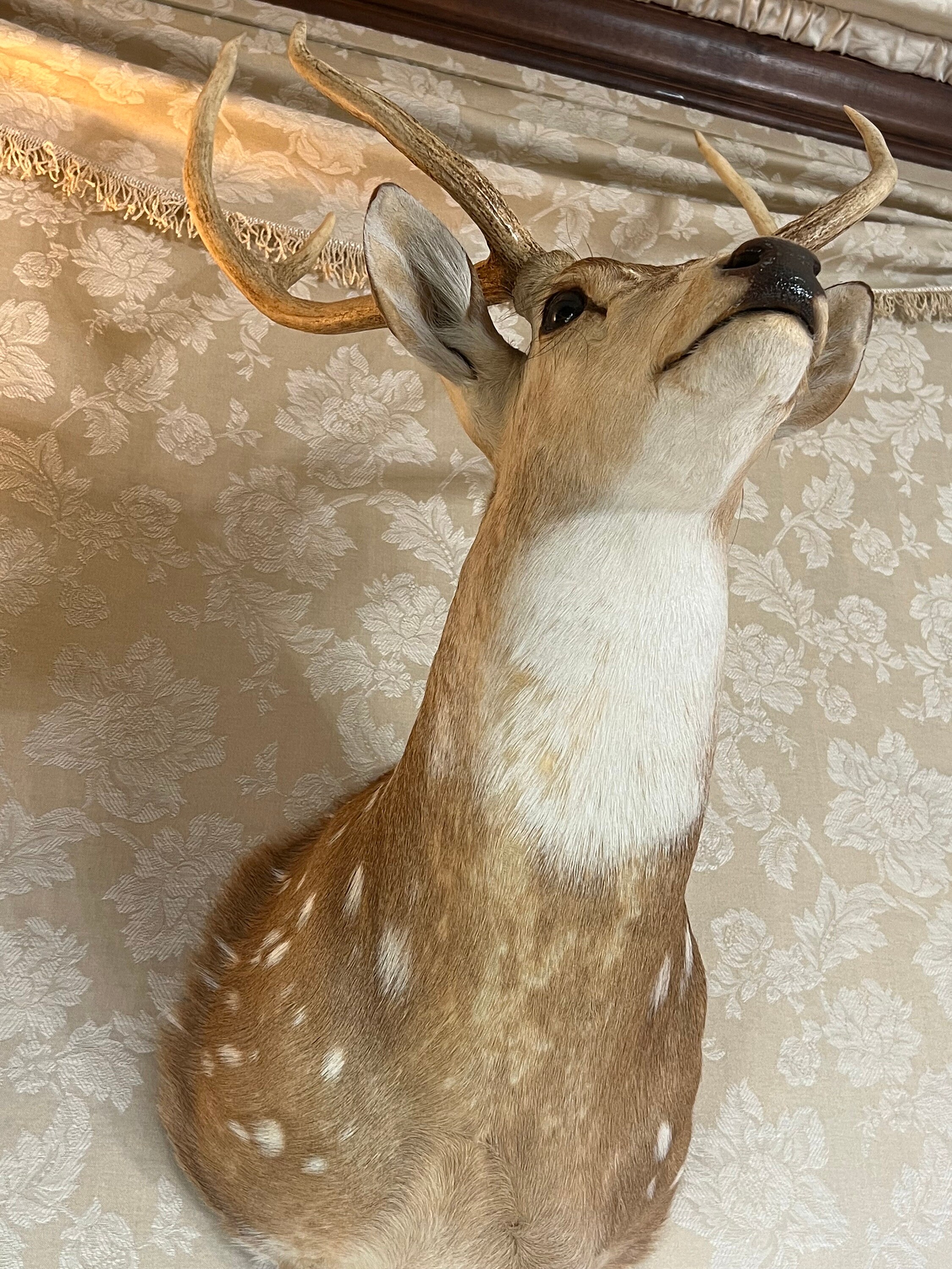 Gorgeous Axis Shoulder Mount - Etsy