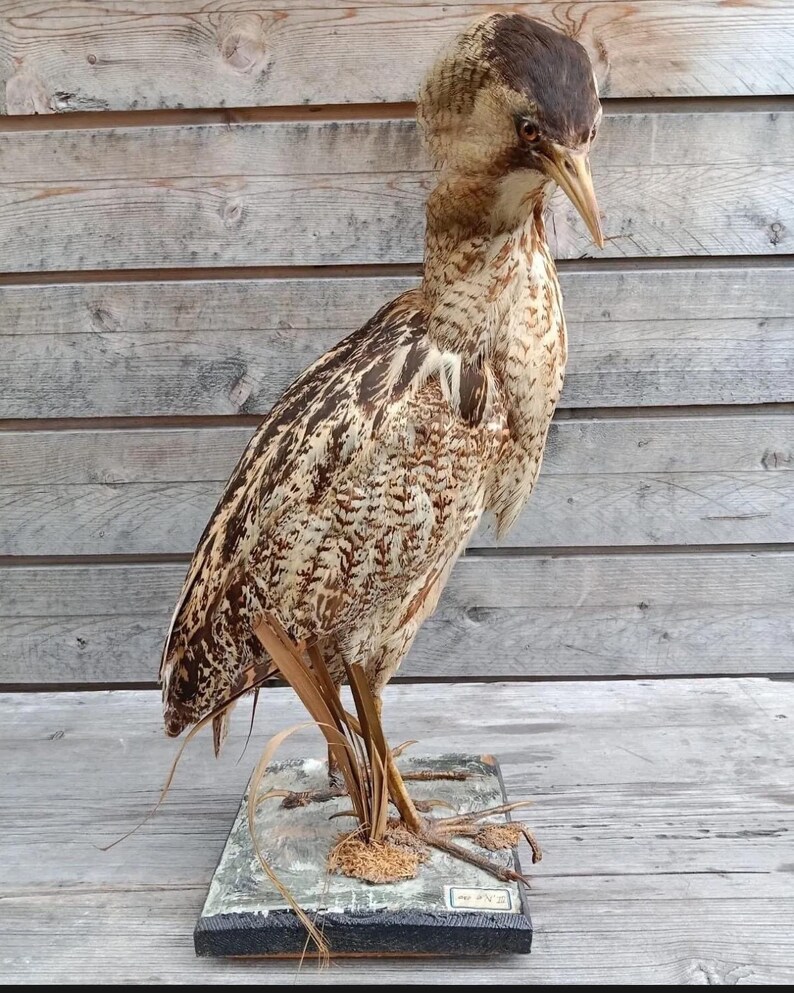 RARE Taxidermy Mounts Eurasian Bittern Heron Real Stuffed Bird Stand ...