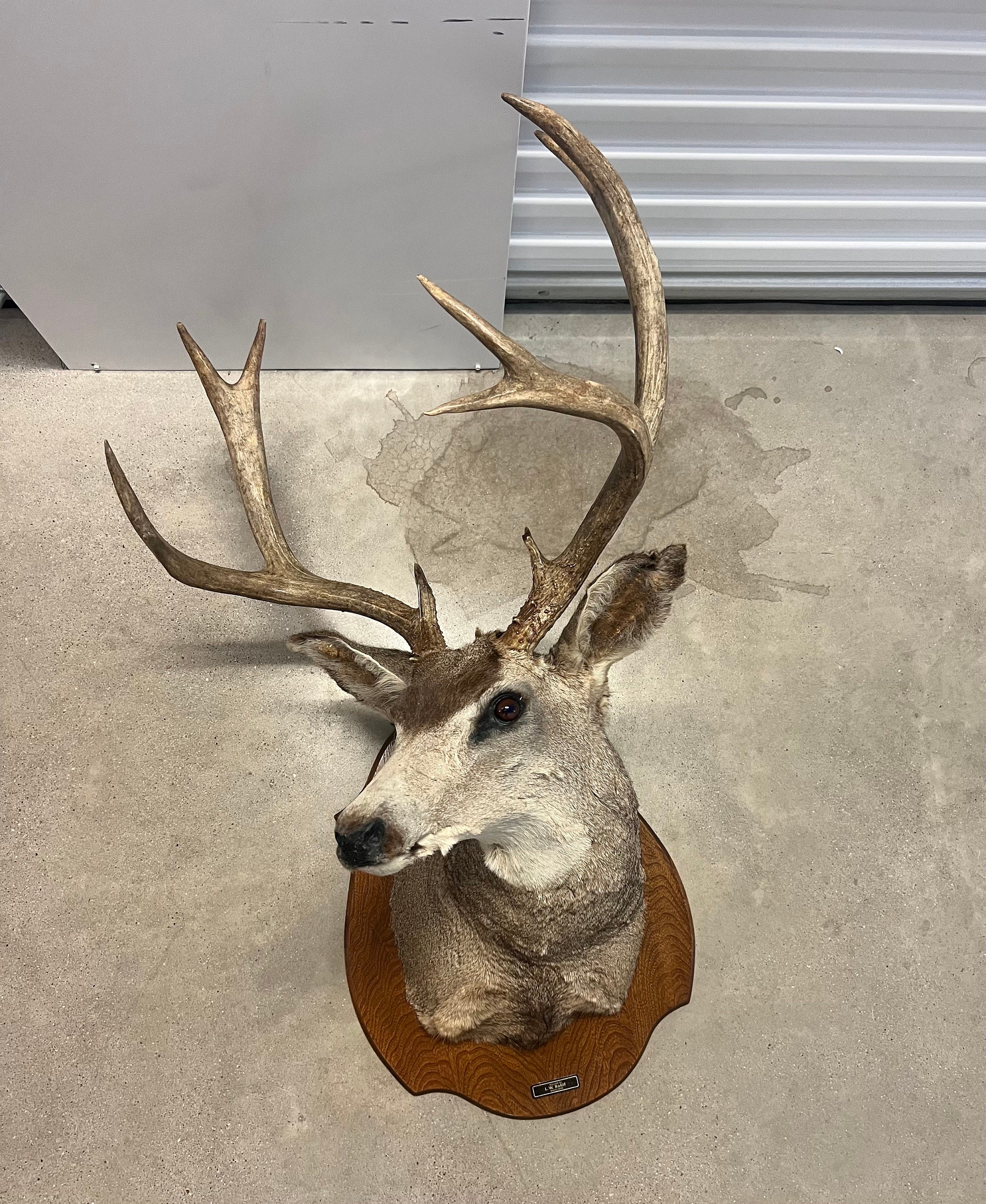 Unique Looking 8 PT Mule Shoulder Mount - Etsy