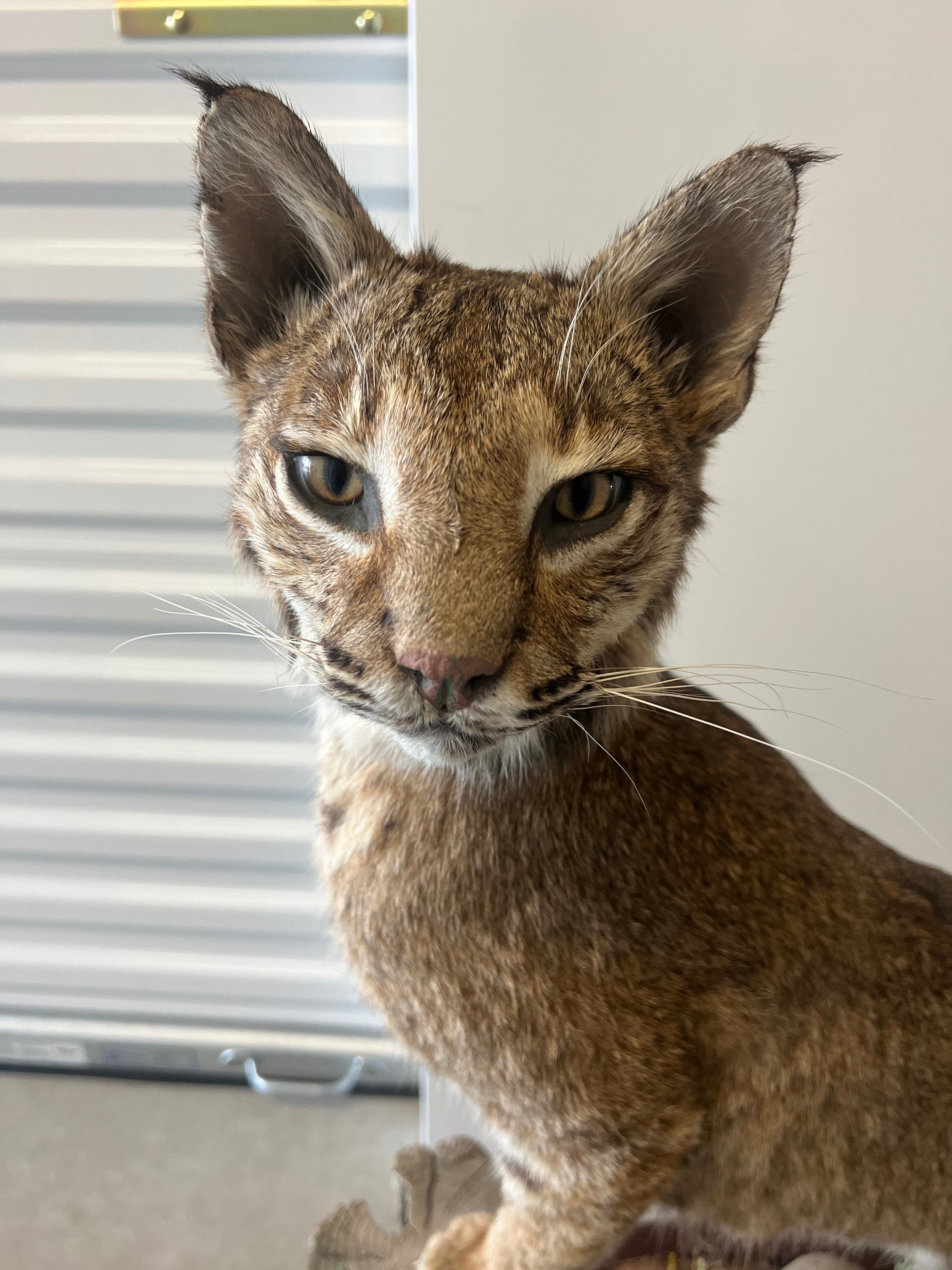 Bobcat Full Mount - Etsy