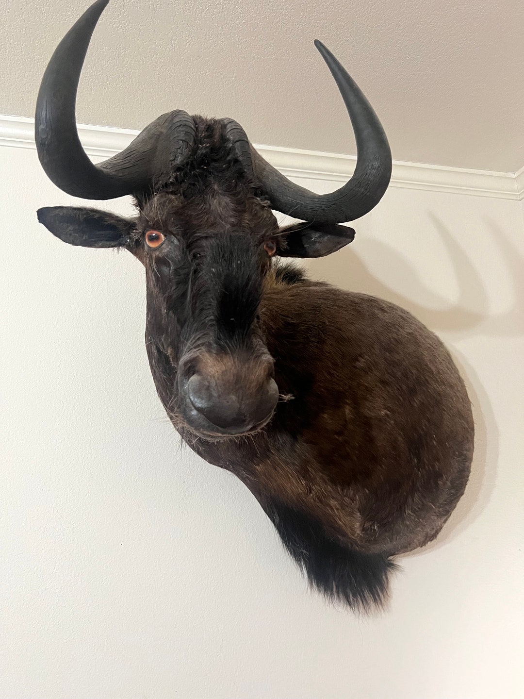 Large Wildebeest Shoulder Mount - Etsy