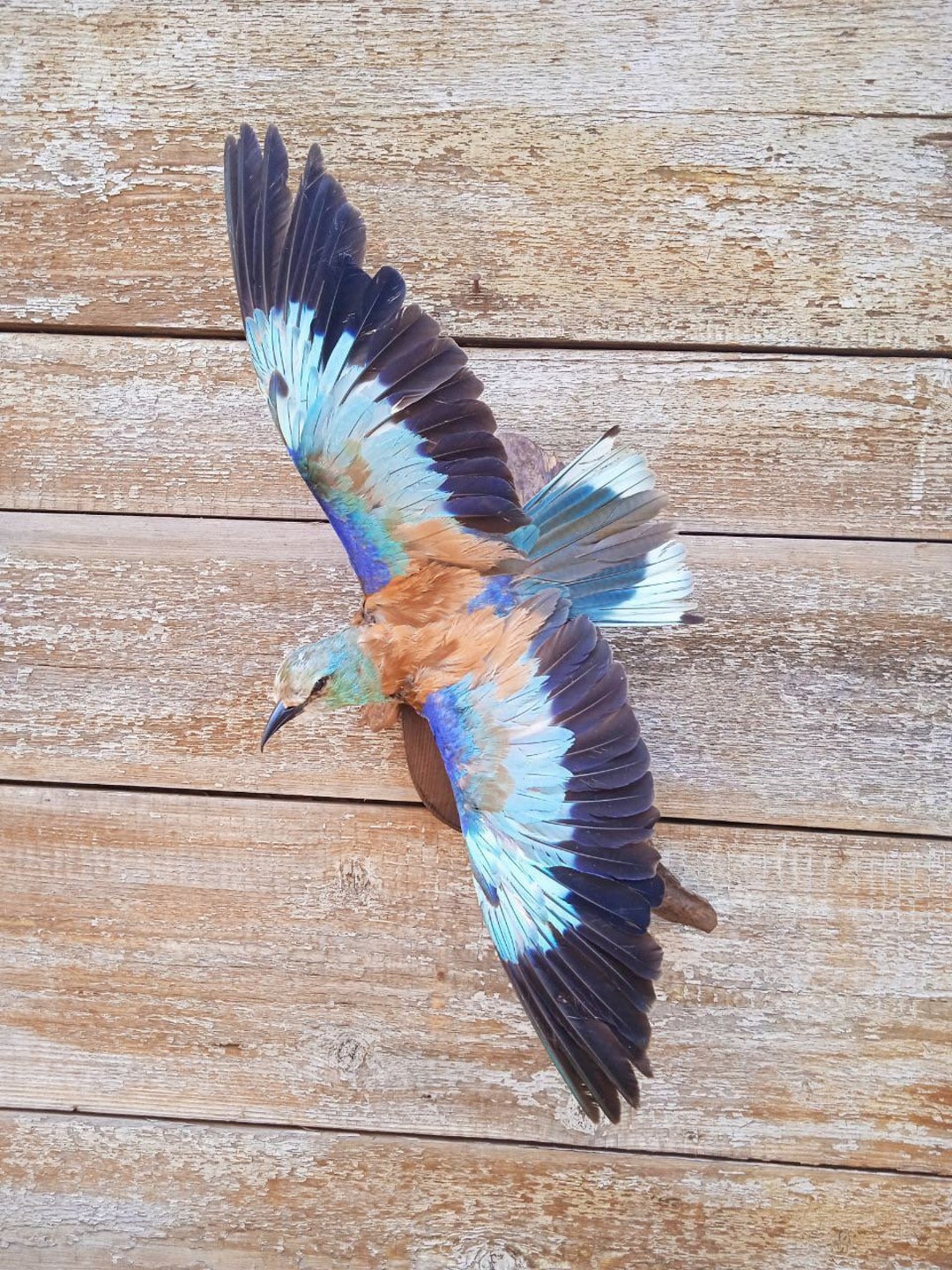 European Roller Bird Wall Mount - Etsy