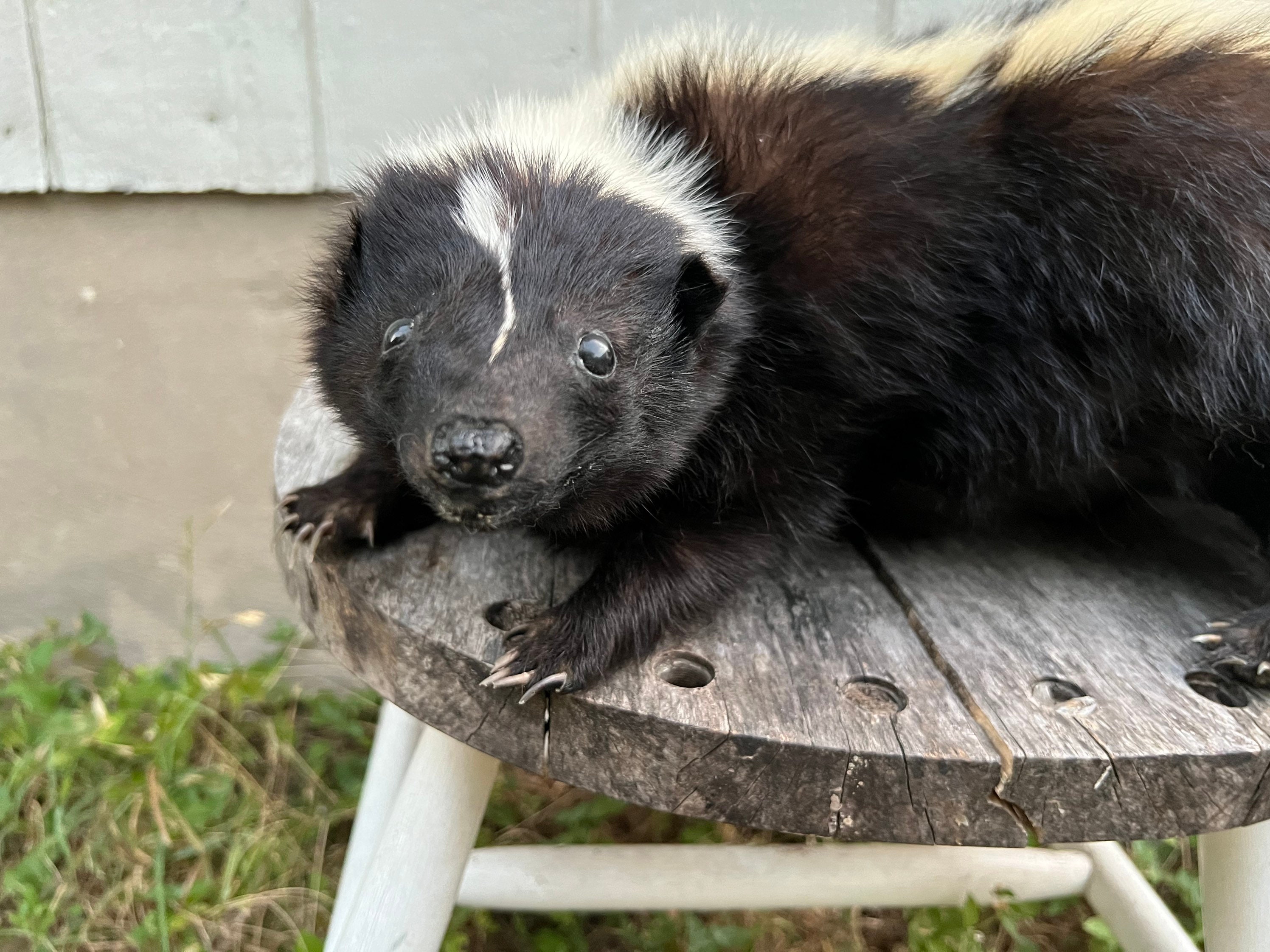 Skunk Taxidermy Mount - Etsy