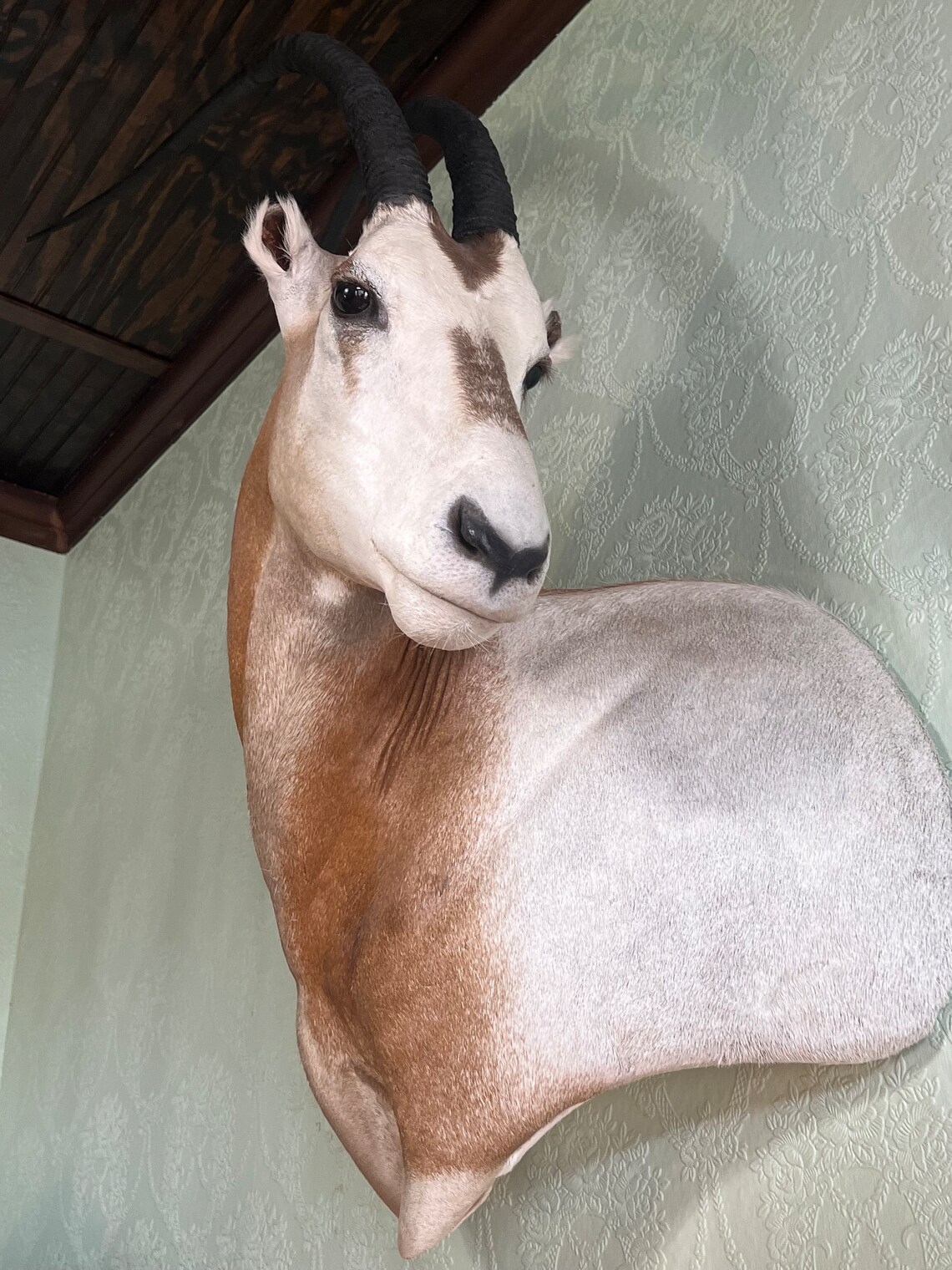 Oryx Shoulder Mount - Etsy