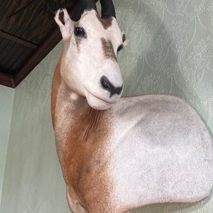 Oryx Shoulder Mount - Etsy