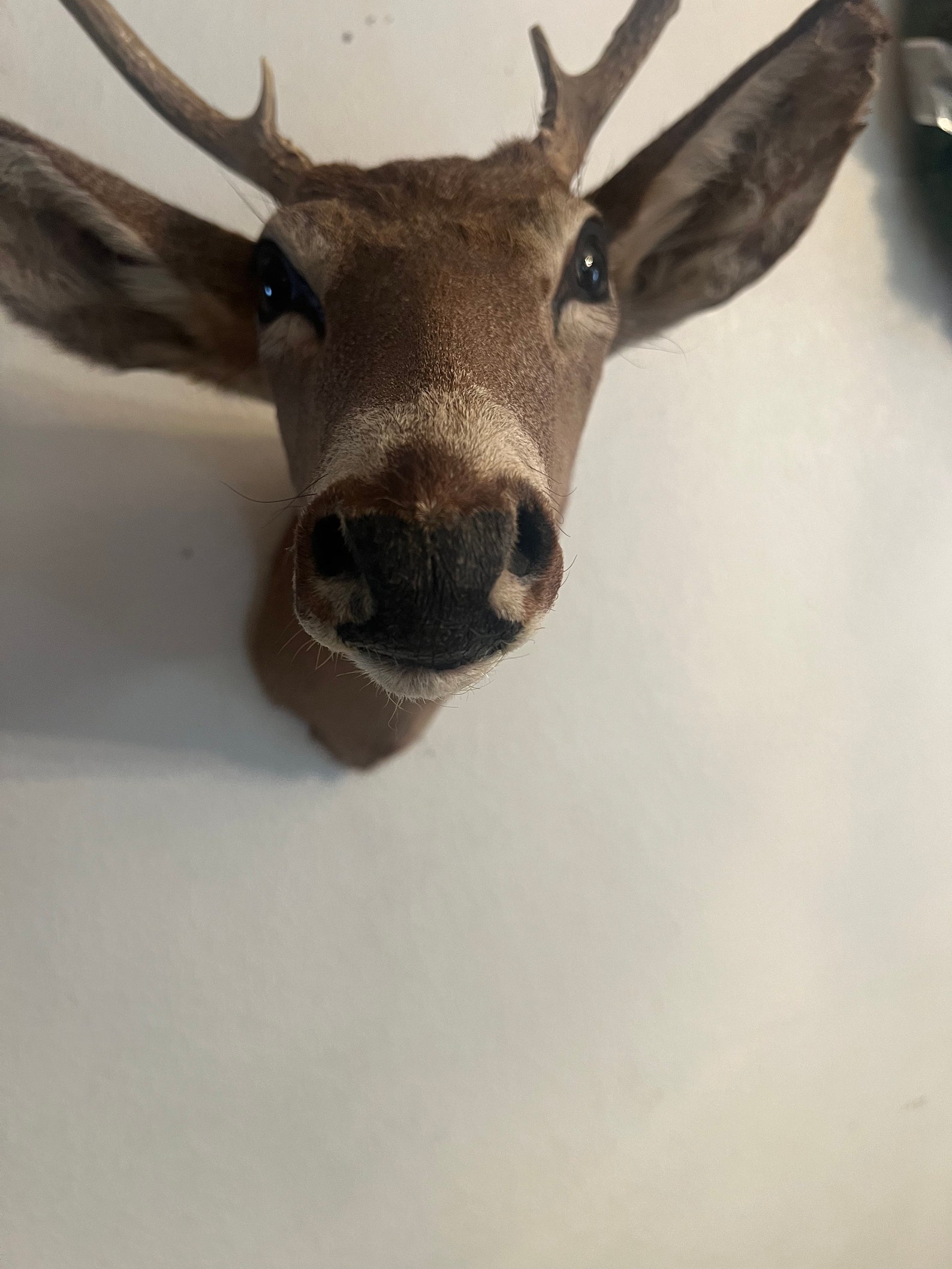 8PT Whitetail Shoulder Mount (long Nose) - Etsy