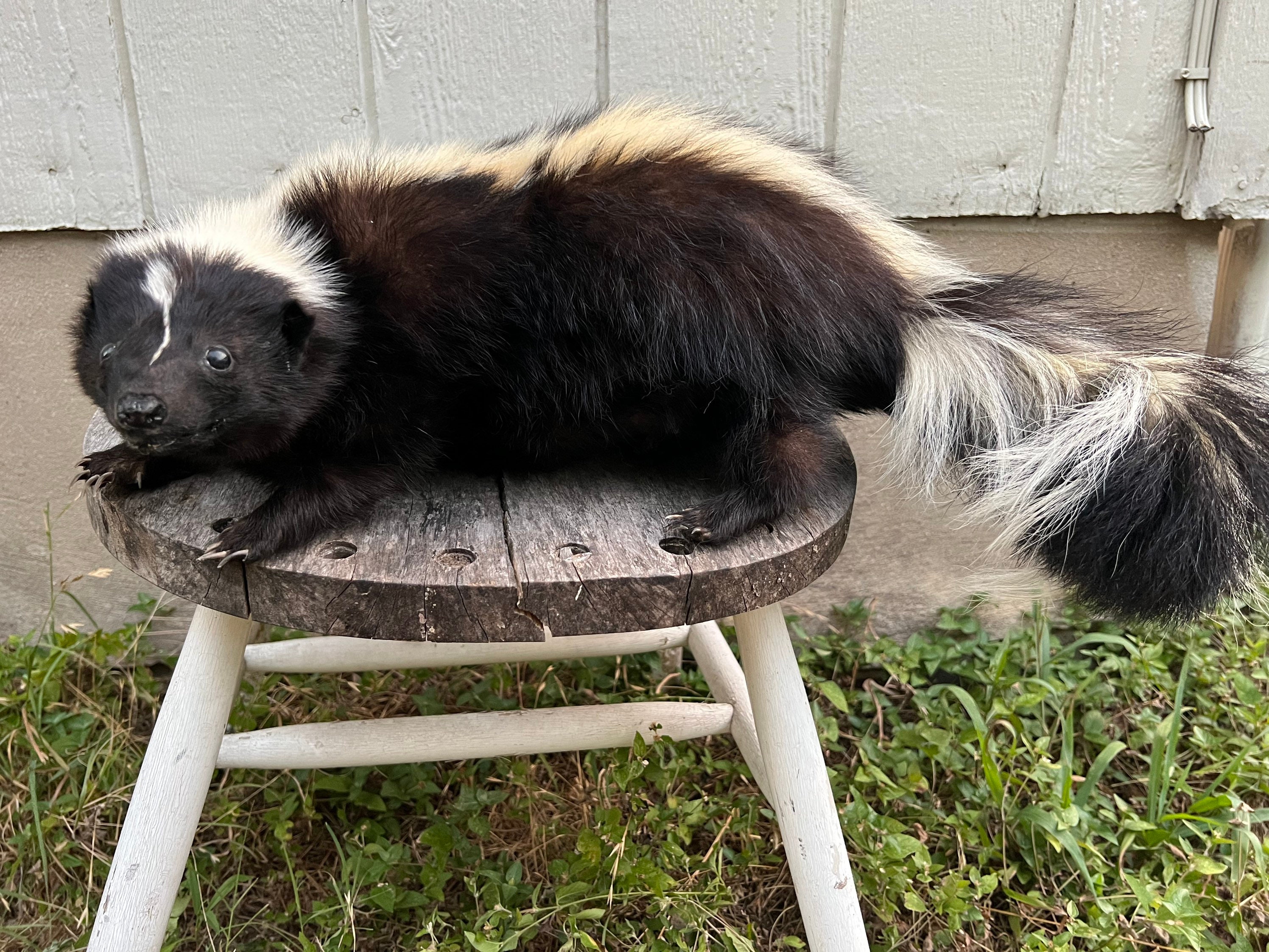 Skunk Taxidermy Mount - Etsy