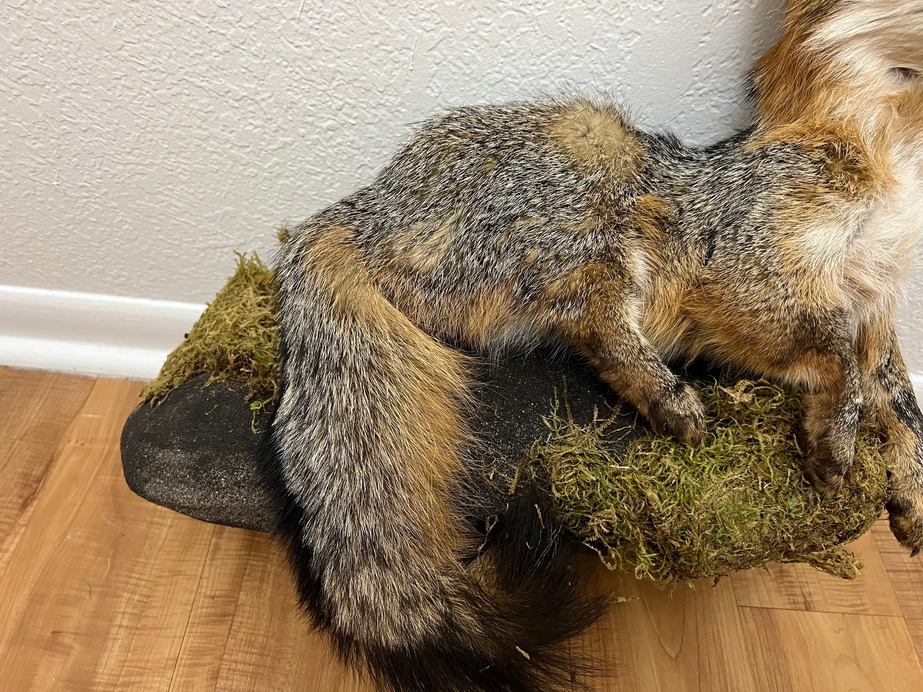 Beautiful Grey Fox Wall Mount - Etsy